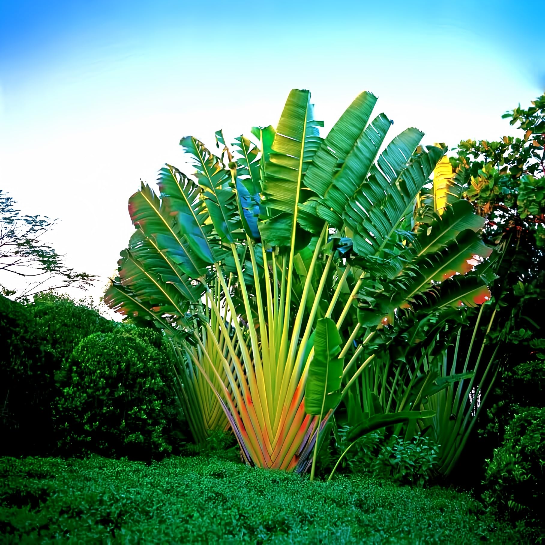 Travelers Palm Tree Traveler's Palm Unbeleafable