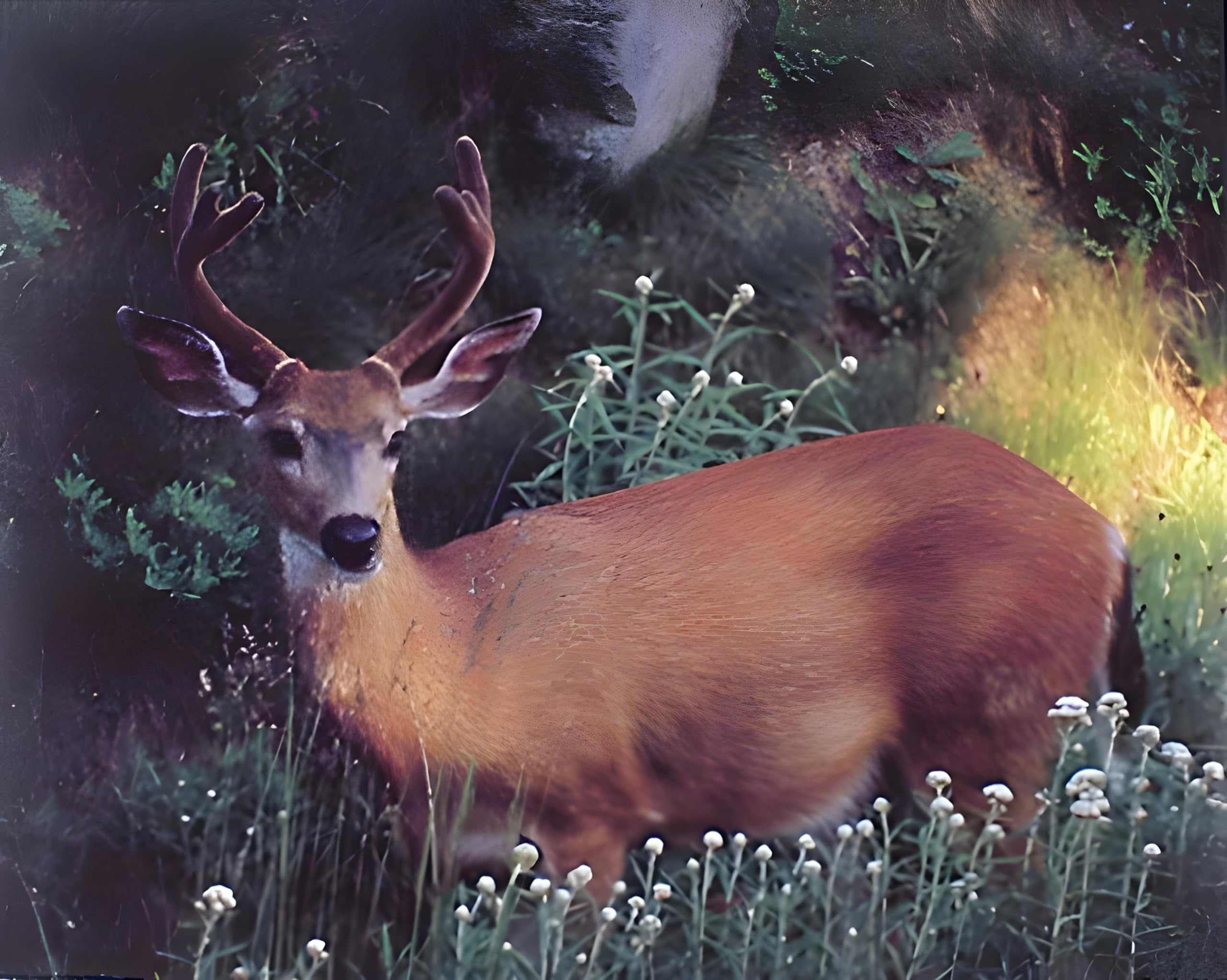 Amazon.com: Wildlife Animal Whitetail Deer Wall Decor Picture Art Print ...