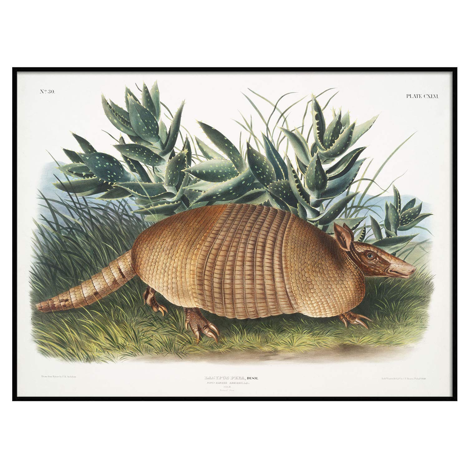 Armadillo Drawing