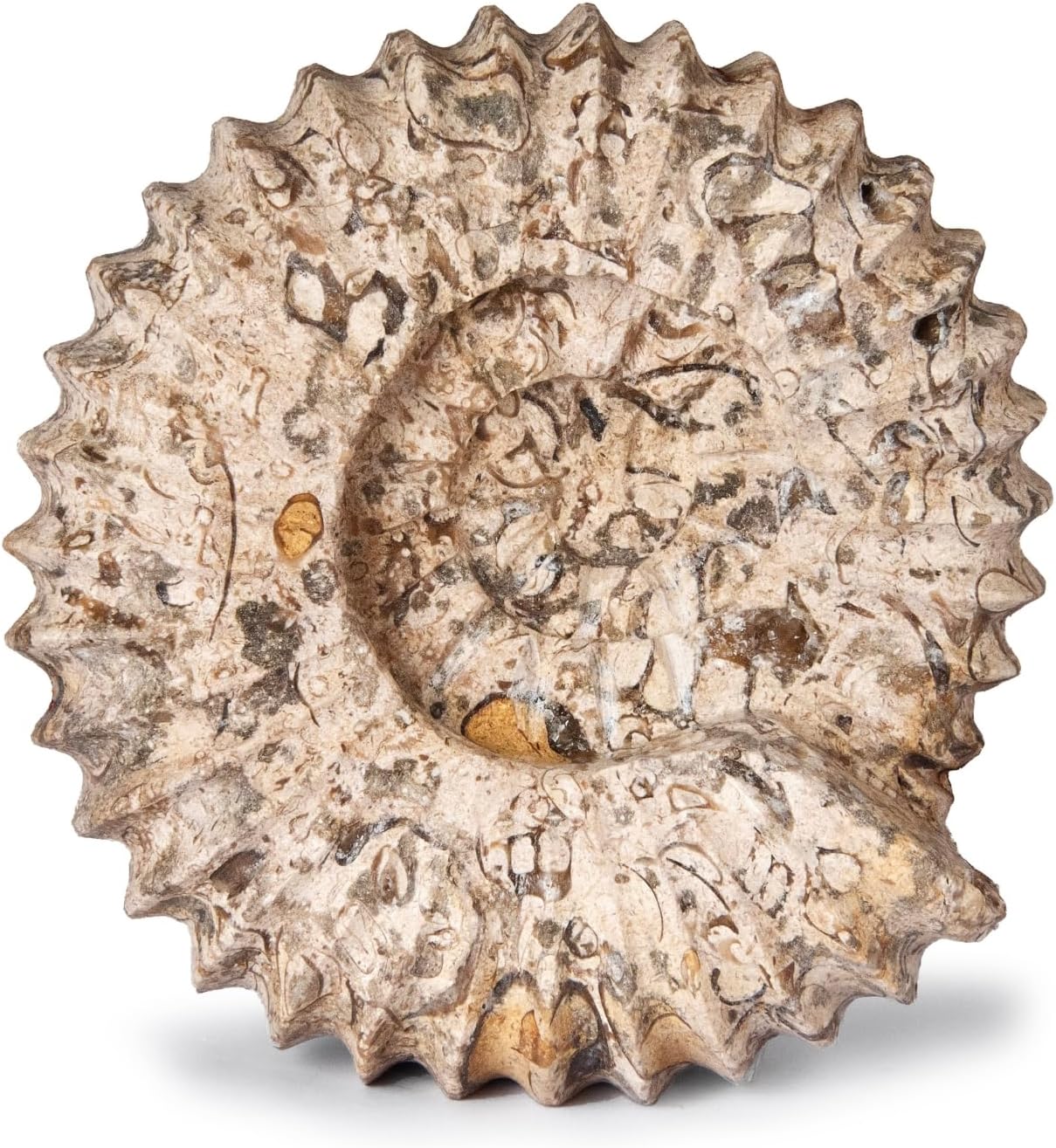 British Fossils Carved Fossilstone Ammonite – 6" Hand-Carved Marble ...