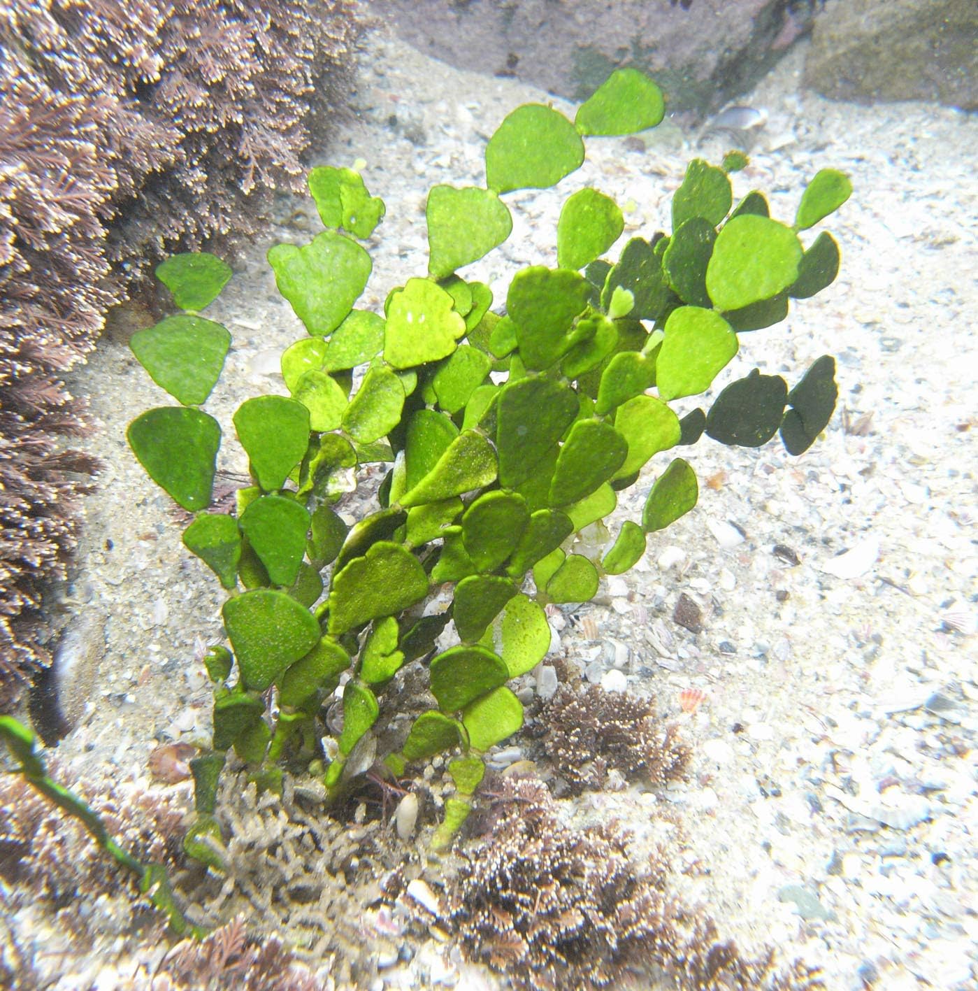Amazon.com: Live Halimeda Macro Algae Reef Refugium Saltwater Plant ...