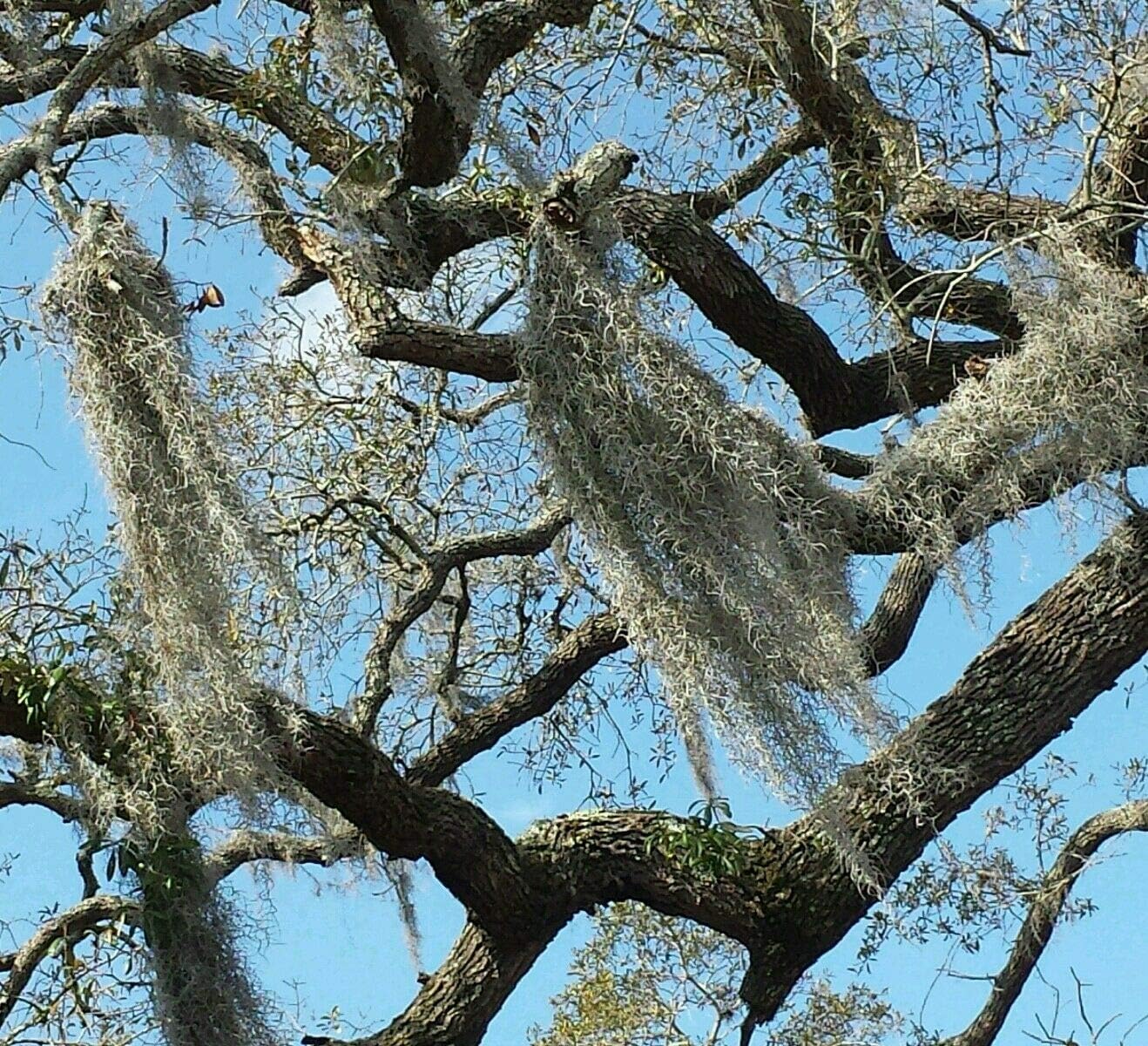 Amazon.com: Fresh Spanish Moss (2.5 pounds) : Arts, Crafts & Sewing