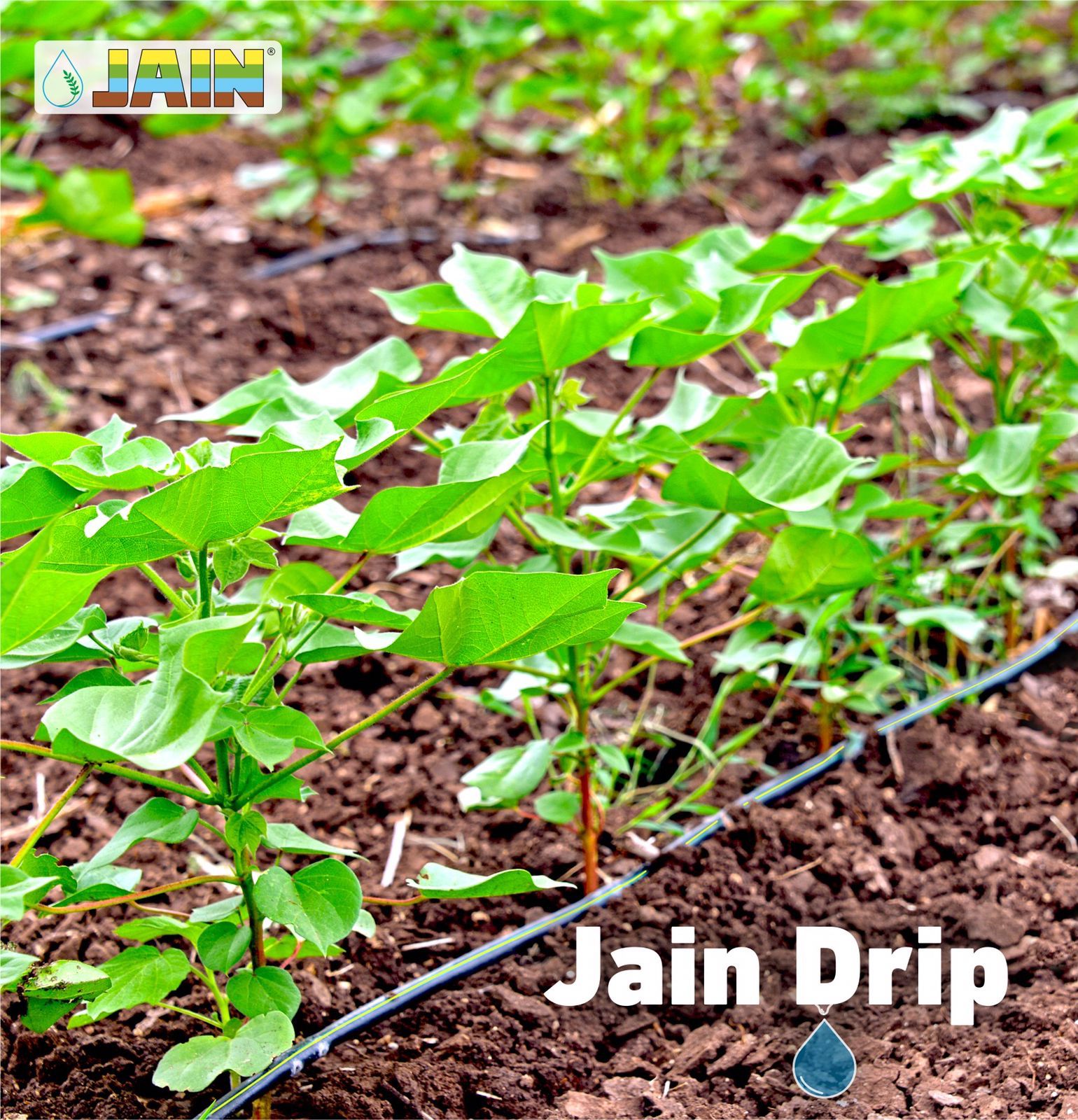 Home Kitchen Gardening Kit 100 M2 - Jain Irrigation : Amazon.in: Garden ...