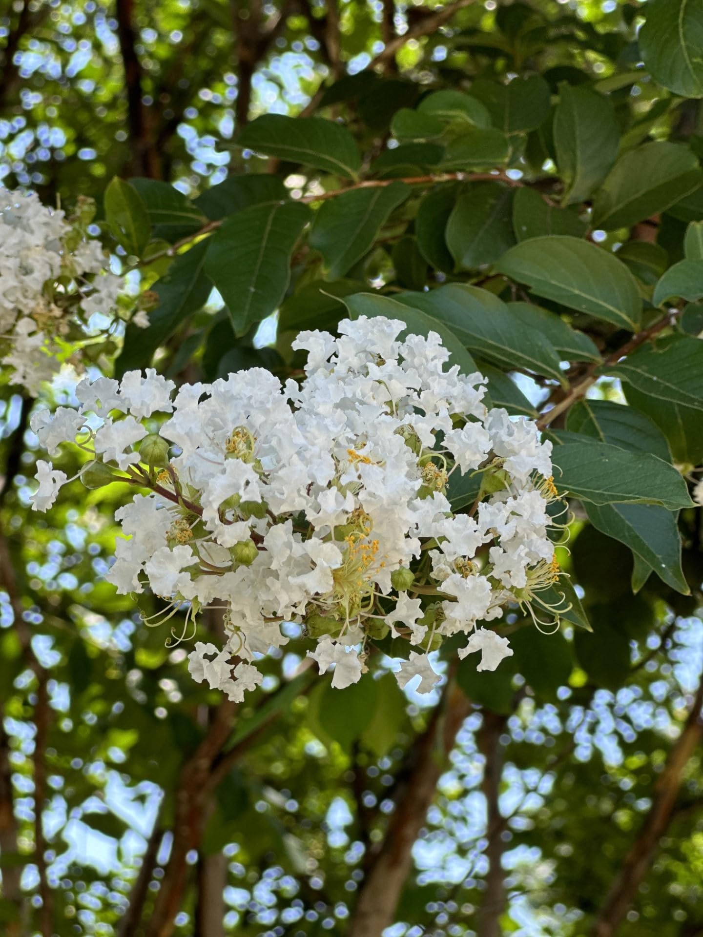 Amazon.com : CHUXAY GARDEN 35 Seeds White Crape Myrtle Tree ...