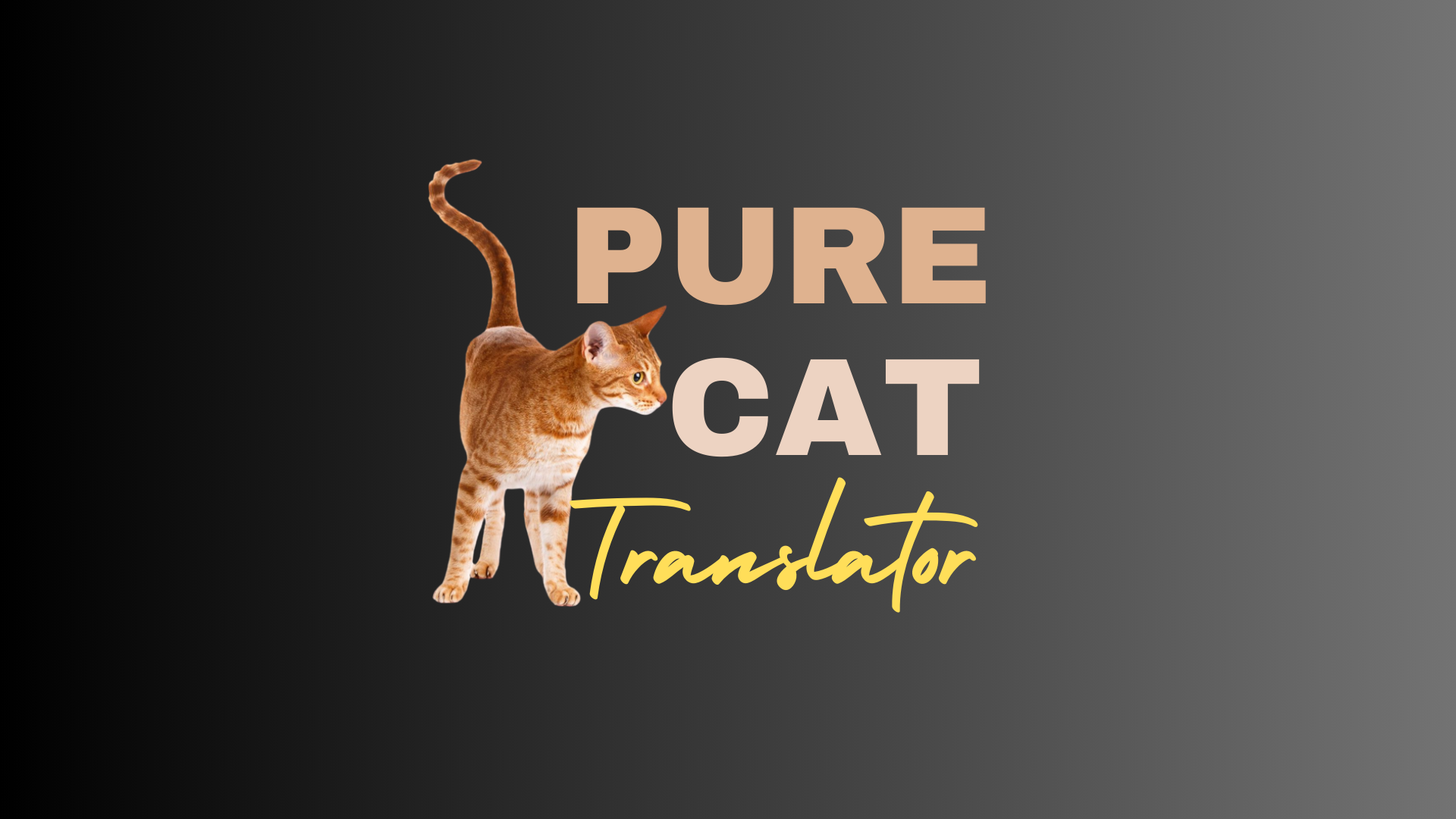 Pure Cat Translator - App on Amazon Appstore