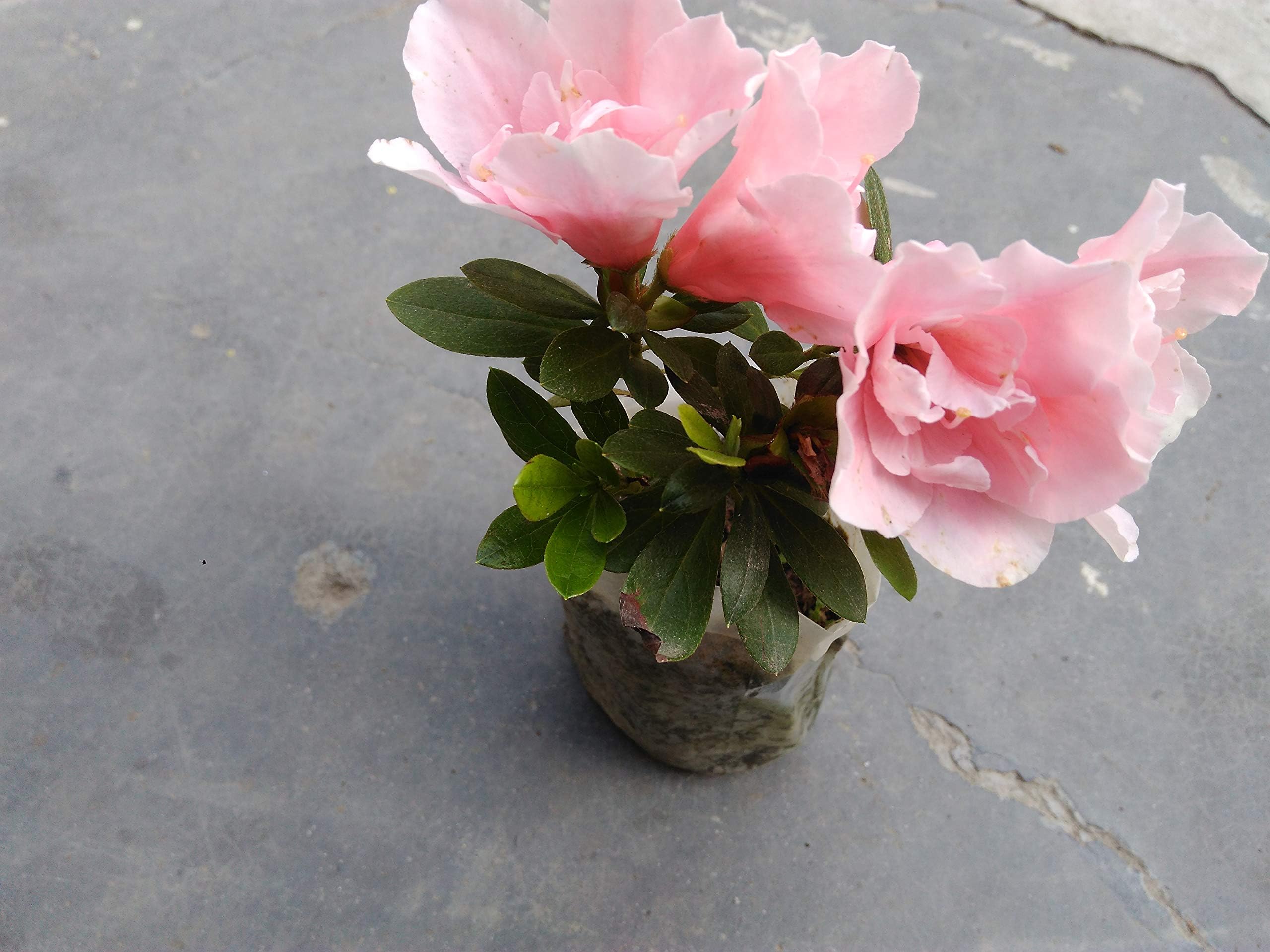MANISHA'S DAFFODILS Rare Azalea Flower Plants Double Red Rhododendron ...