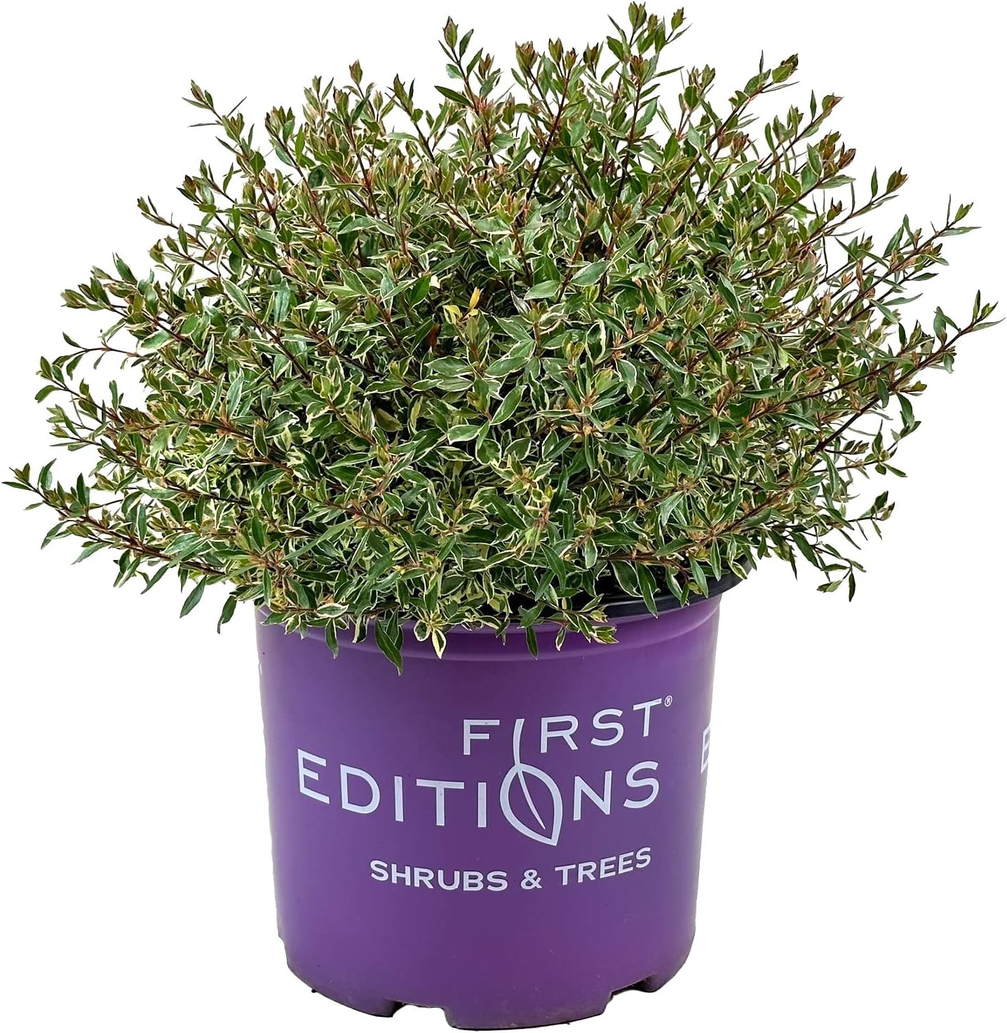 Amazon.com : Blooming & Beautiful - Vanilla Brandy Abelia - 3 gal ...