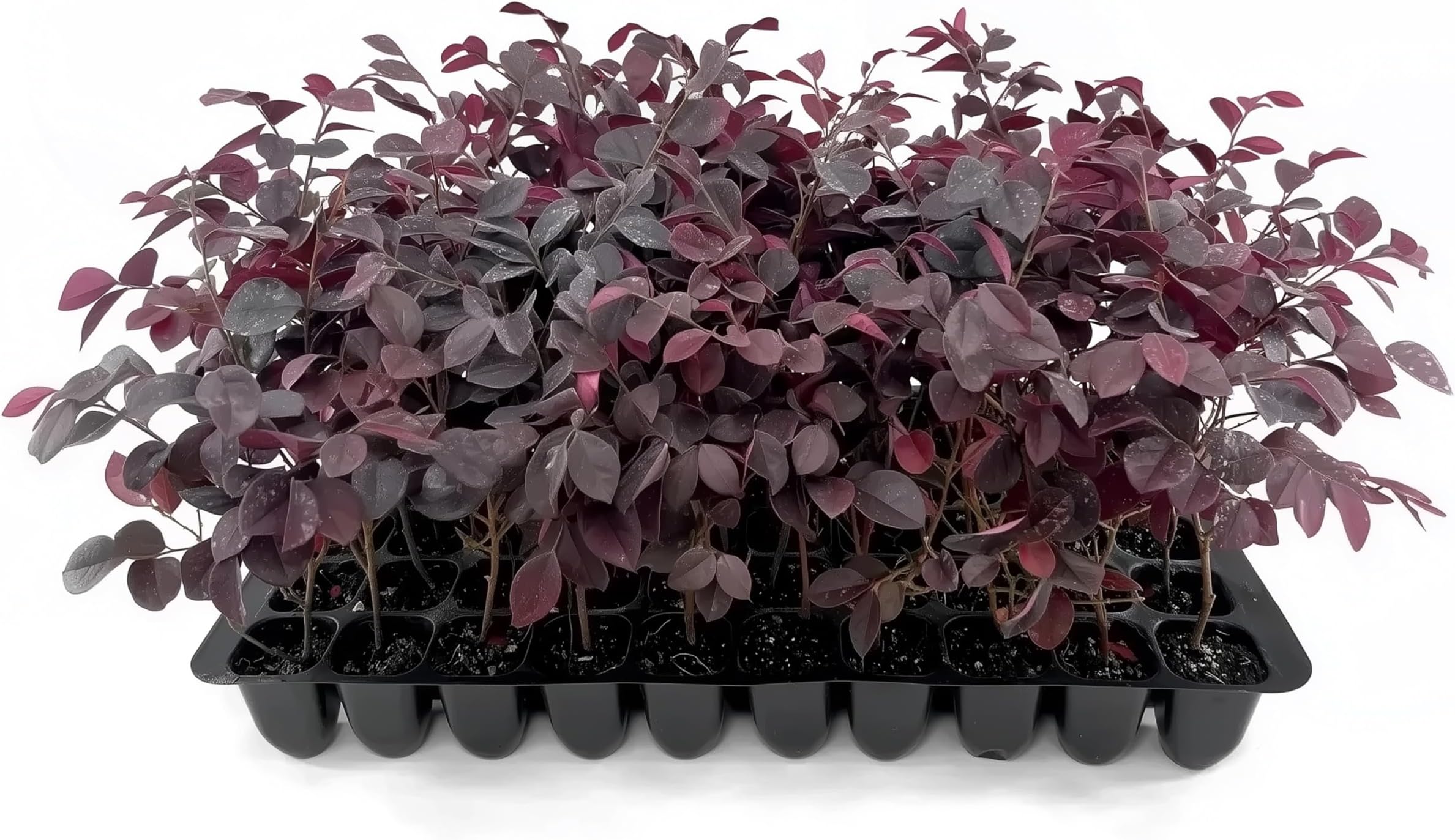 Amazon.com : 2 Gallon Proven Winner Sunjoy Mini Maroon Barberry Shrub ...