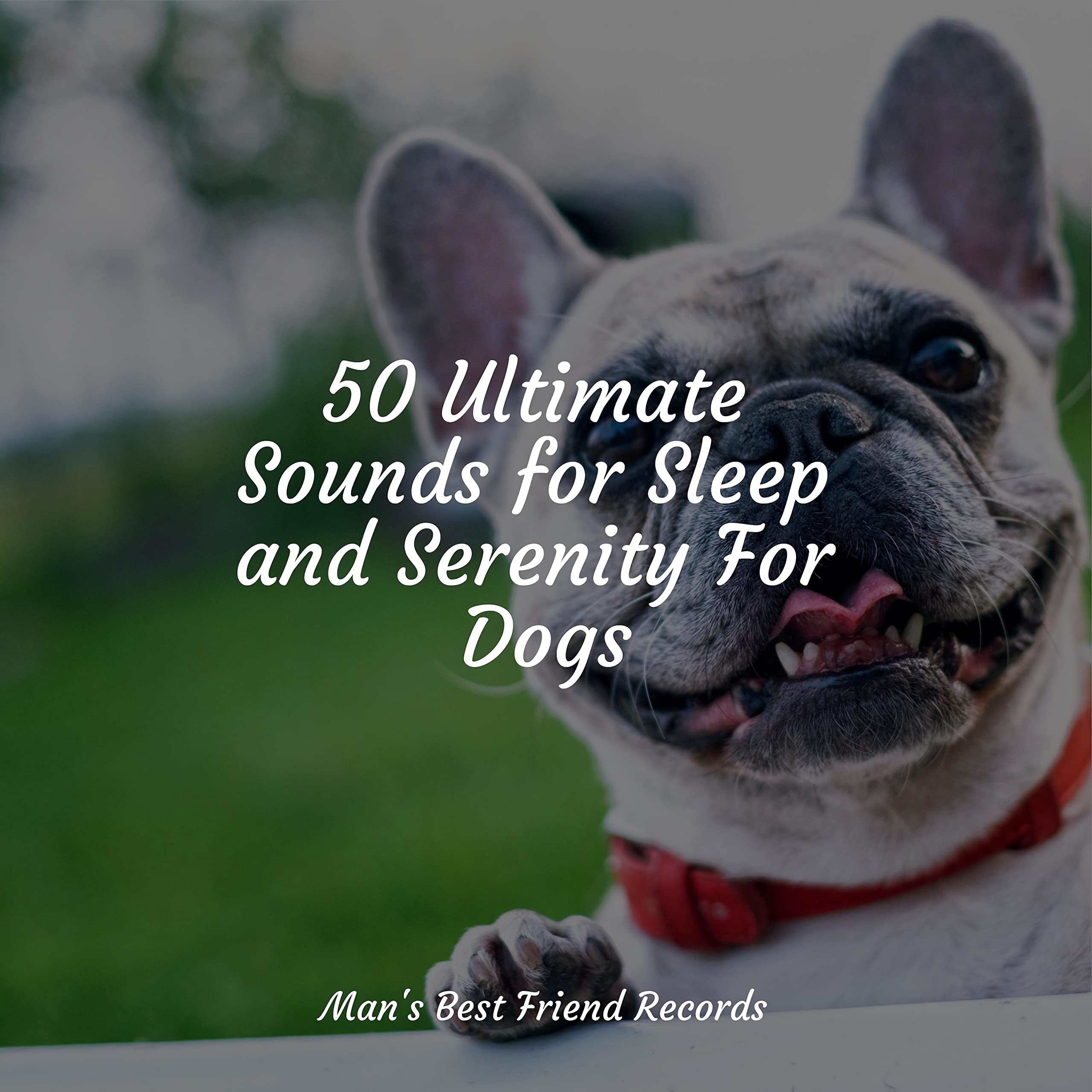 Drift Away into Dreams song by Jazz Music Therapy For Cats, Cat Music ...