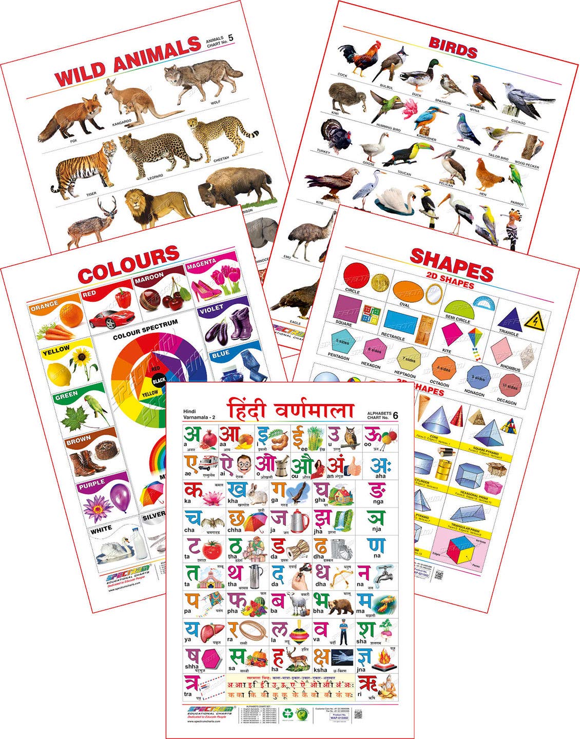Buy Spectrum Educational LargeWall Charts (Set of 5) : ( Wild Animals ...
