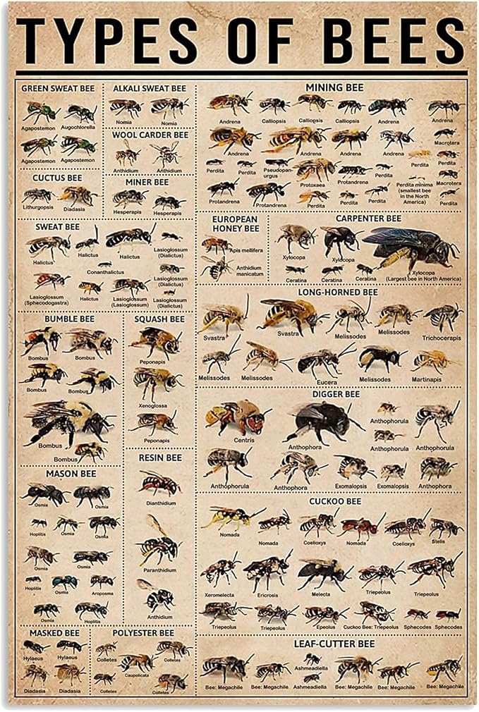 Amazon.com: SIGNCHAT 1000 Piece Jigsaw Puzzles Bee Types Types of Bee ...