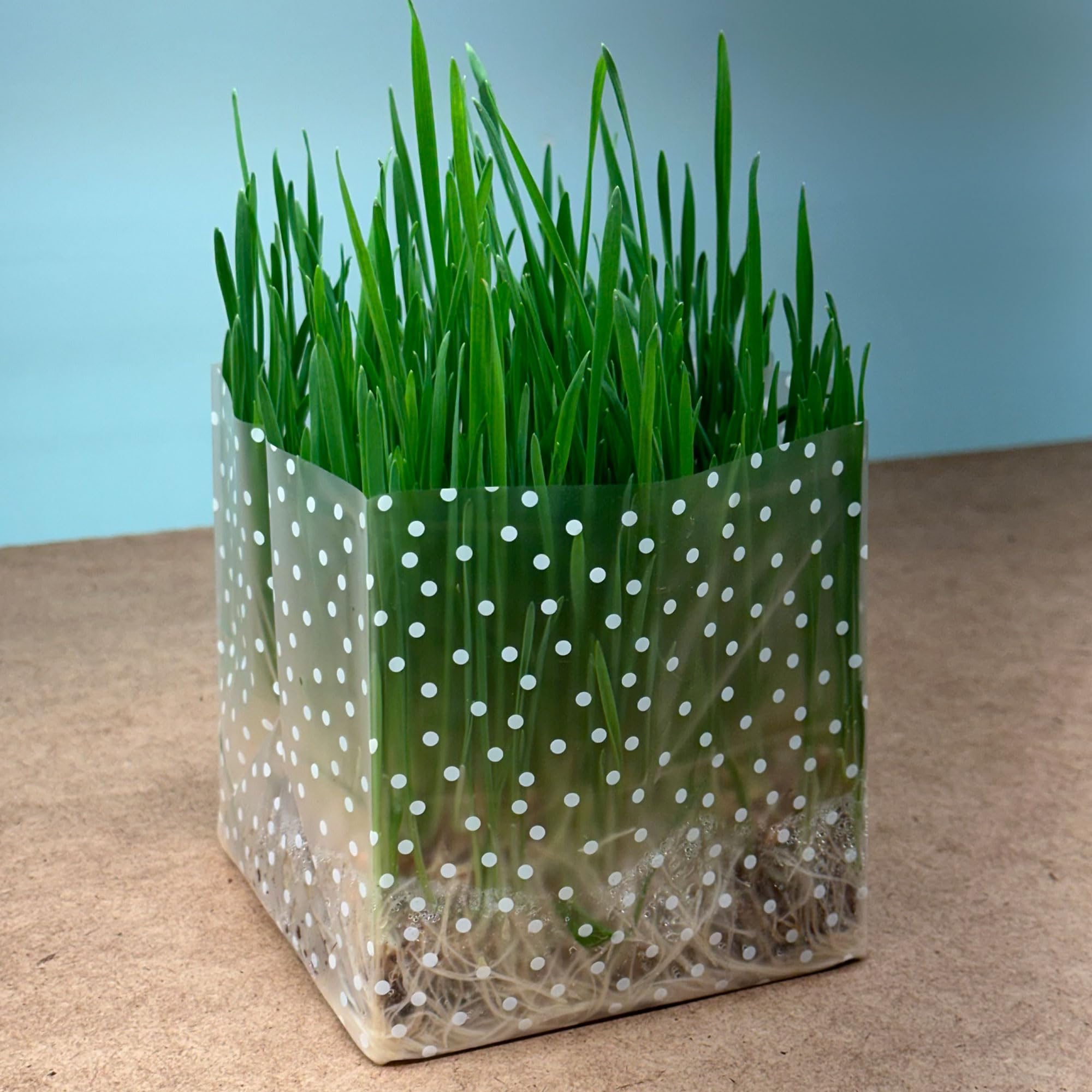 Cat Grass Seeds For Indoor Cats Organic Cat Grass Kit 3 Pack | Non GMO ...