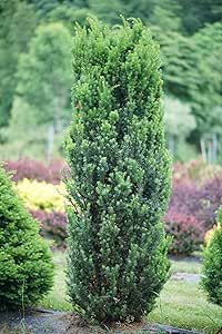 Amazon.com : Stonehenge® Yew Taxus x Media - 4" Pot - Proven Winners ...