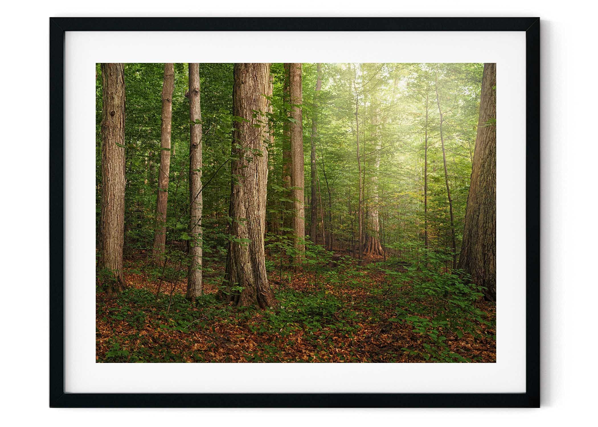 Sacred Grove Joseph Smith