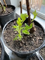 Amazon.com : Anne Golden Raspberry Plants-Bare Root Canes–Sweet ...