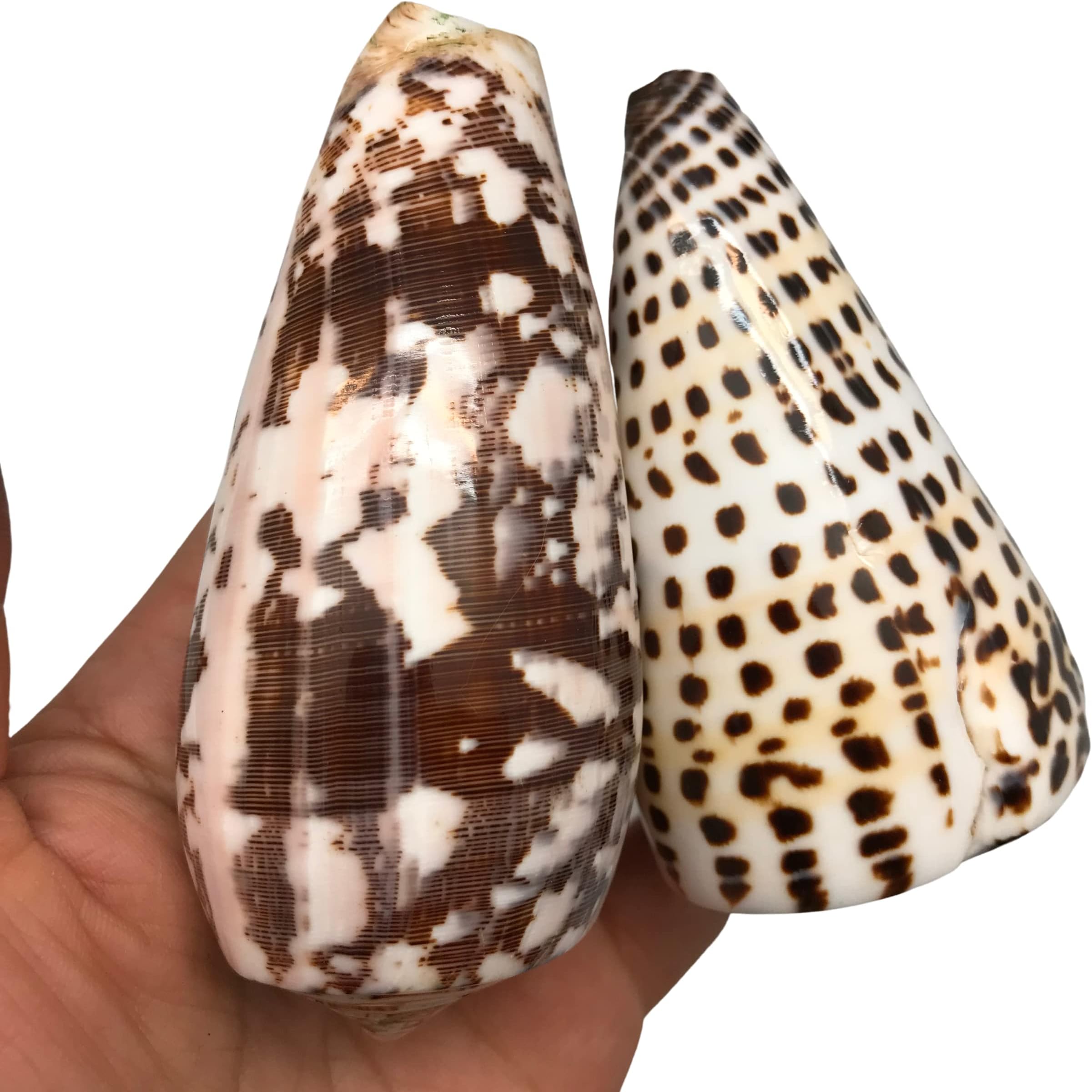 Amazon.com - PEPPERLONELY 4PC Striped Fox Sea Shells, 3 Inch ~ 4 Inch