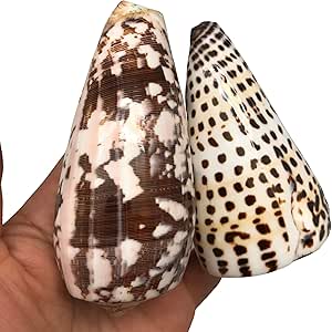 Amazon.com: PEPPERLONELY 2 PC Assorted Natural Sea Shells Cone Shells ...