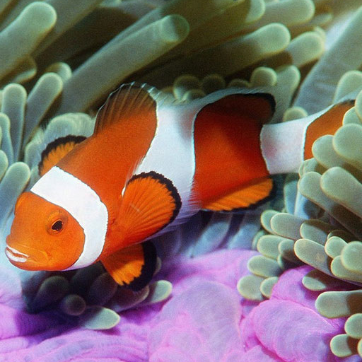 Underwater Jigsaw Puzzles - App on Amazon Appstore