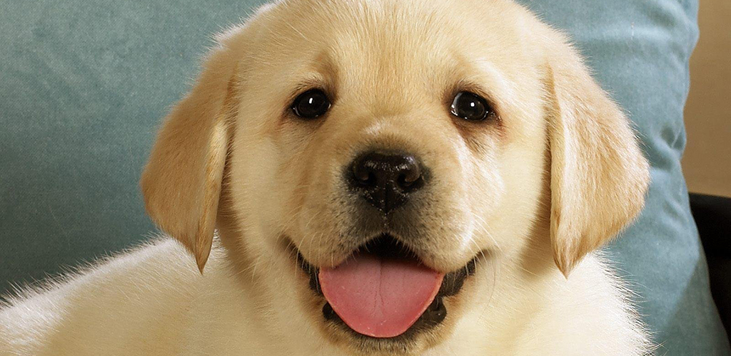 Happy pets:Amazon.com:Appstore for Android