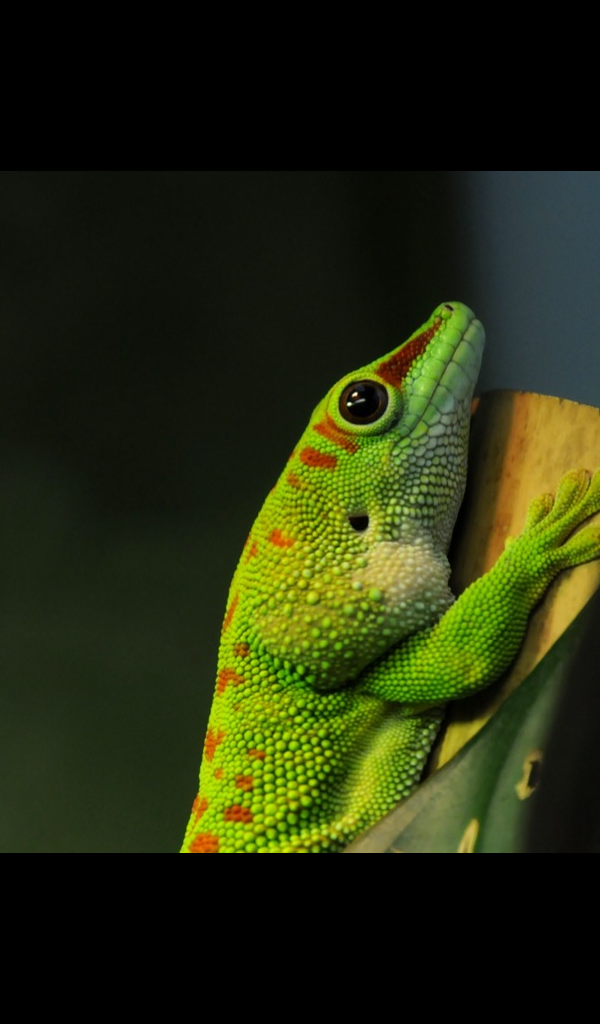 Gecko Wallpaper -- HD Wallpapers of Gecko! - App on Amazon Appstore