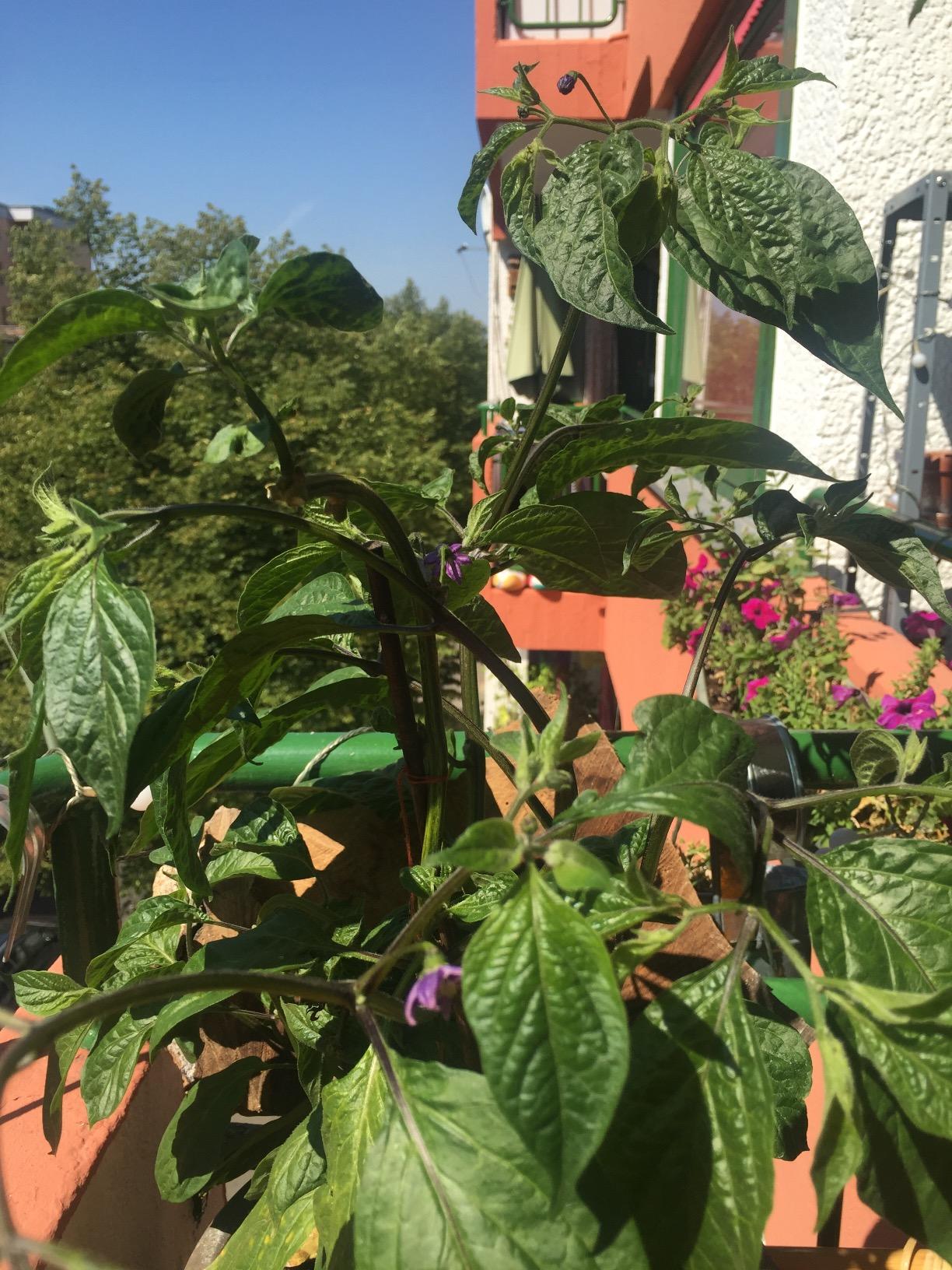 Baum Chili Capsicum pubescens "Rocoto" 1stk/Chili Pflanzen : Amazon.de ...