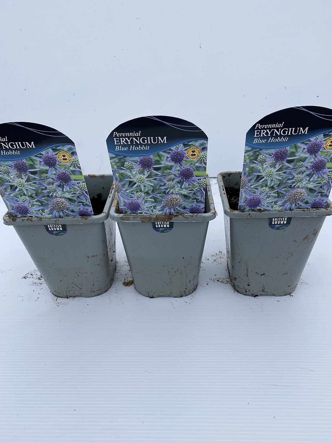 Eryngium planum Blue Hobbit 1 Litre Pot Size x 3 Plants : Amazon.co.uk ...