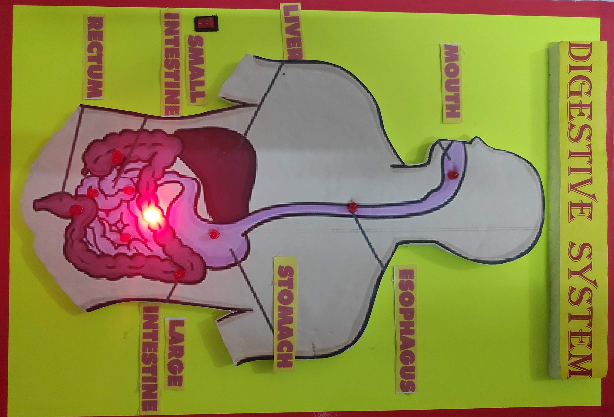 Stomach Model Project