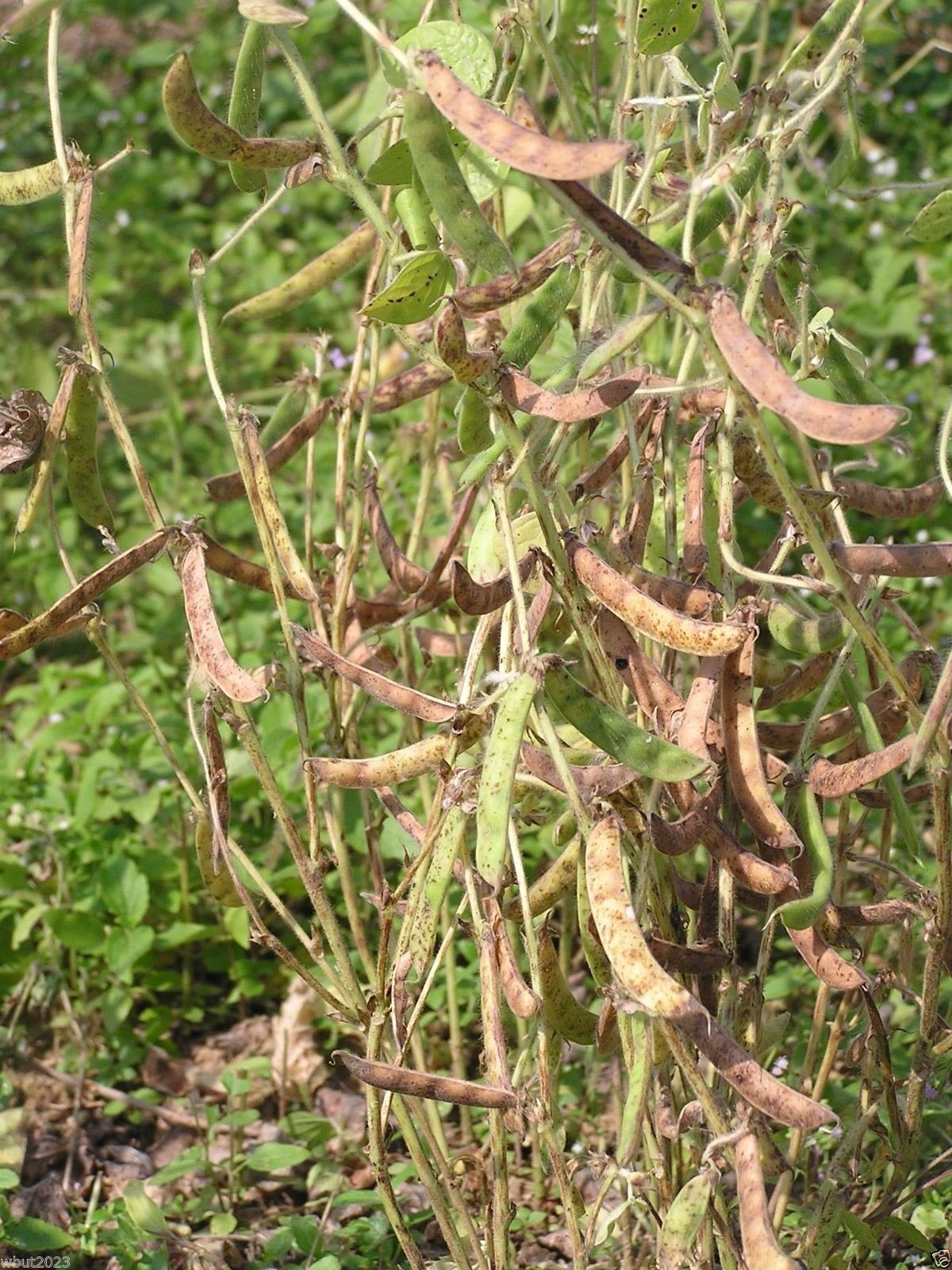 Horsegram Plant Horse Gram Rice Based Cropping Systems