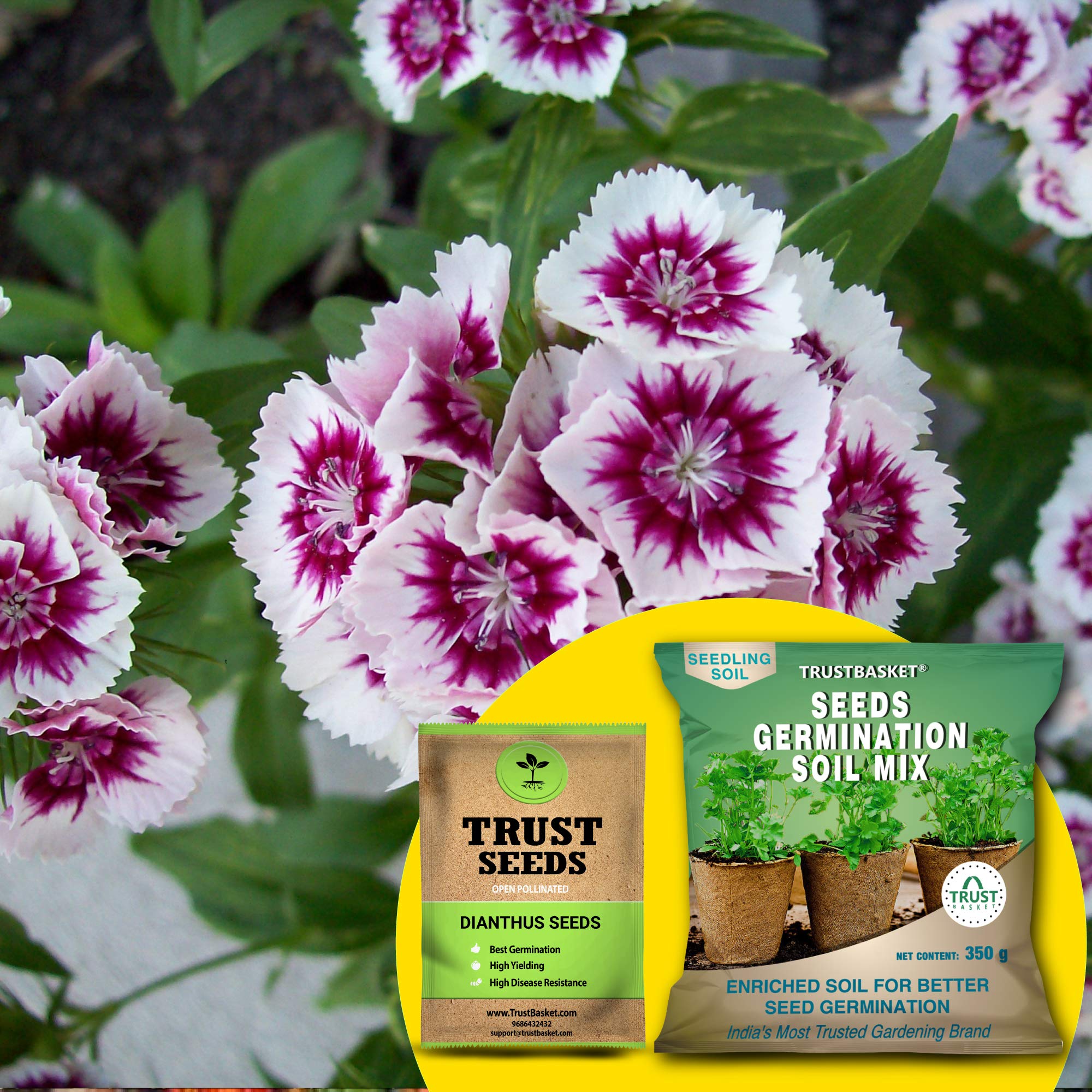 TrustBasket Premium Dianthus Mixed (OP/Desi) Seeds with Free ...