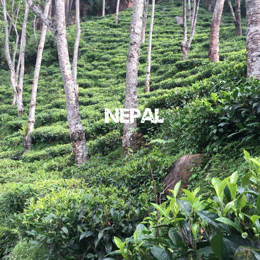 Tea Rebellion Té Chai ayurvédico seleccionado a mano prémium Origen ...