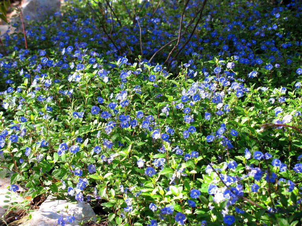 Veronica Repens Ground Cover Corsican Speedwell Veronica Repens 5 10