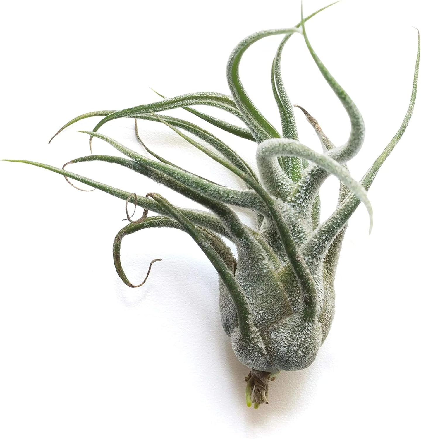 Amazon.com : Wide Selection of AIRPLANTS - Pick Your Favourite ...