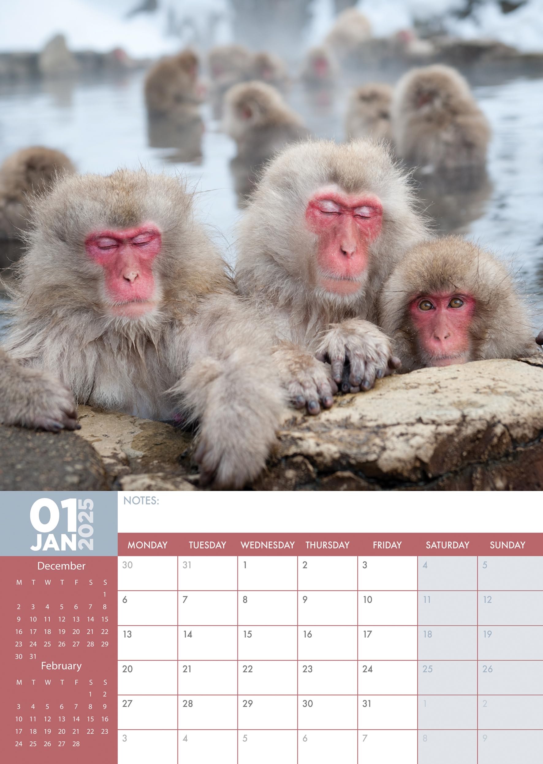 Monkeys 2025 – A3 Size Wirobound Calendar – BigaMart