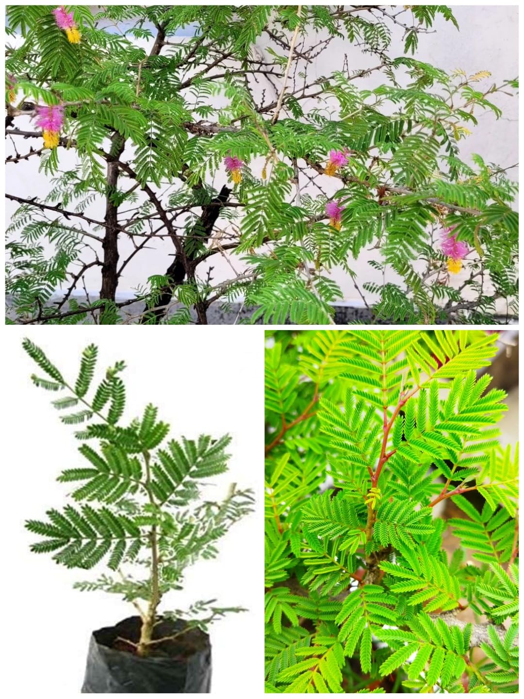 Native Earth Nursery Shami/Khejri Holy Tree Prosopis, Cineraria, Chettu ...