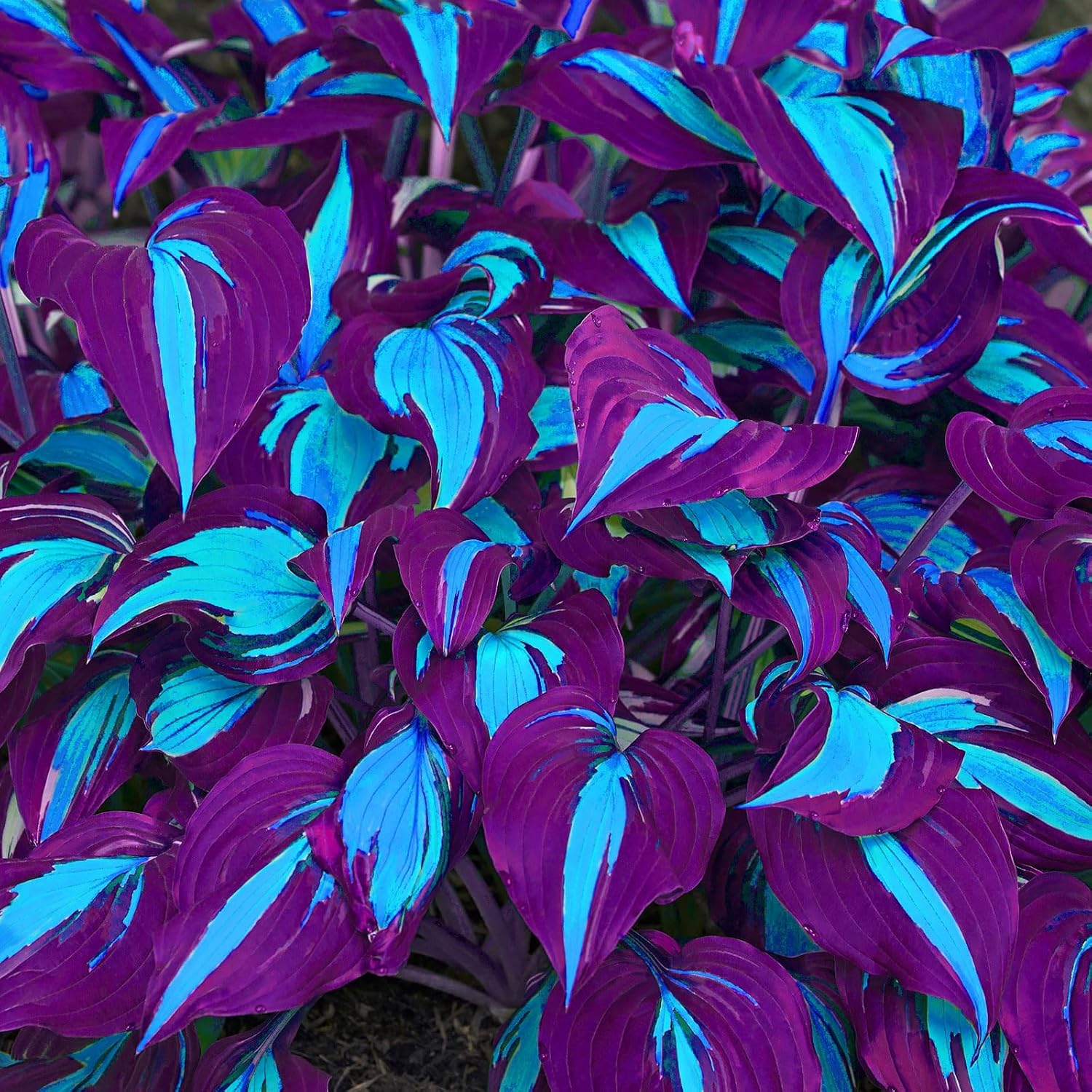 Amazon.com : Floranza Hosta Seeds - Stunning Blue & Purple Two-Tone ...