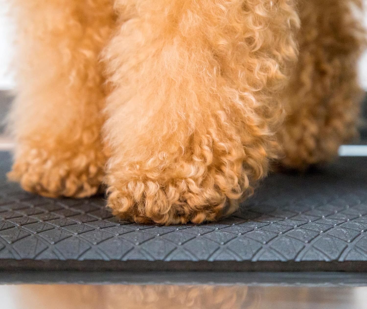 Amazon.com : Seagull Multipurpose Foam Rubber Pet Grooming Table Mat ...