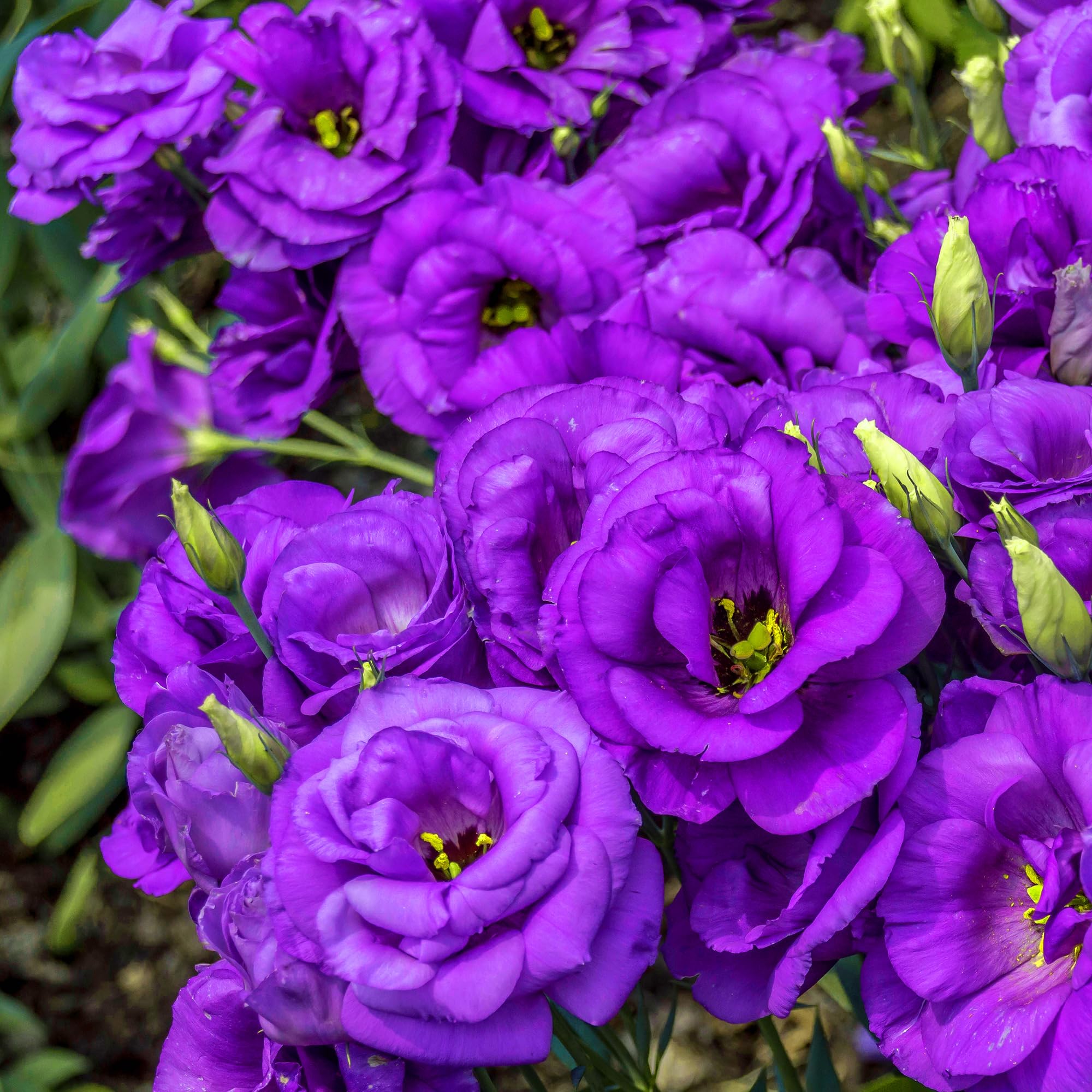 Lisianthus Flower