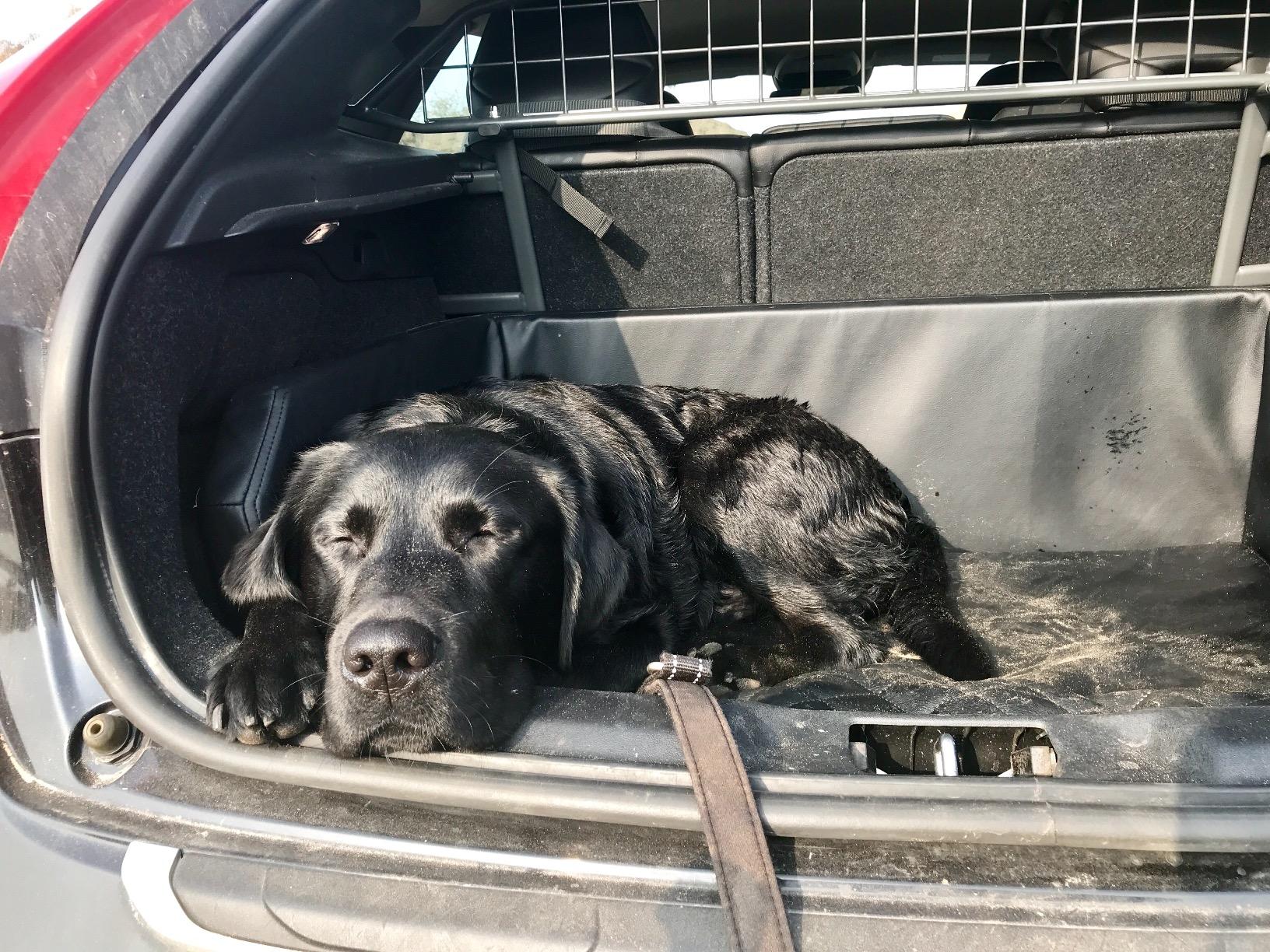 Travelmat Basic Kofferraum Hundebett fürs Auto STANDARD Kunstleder ...