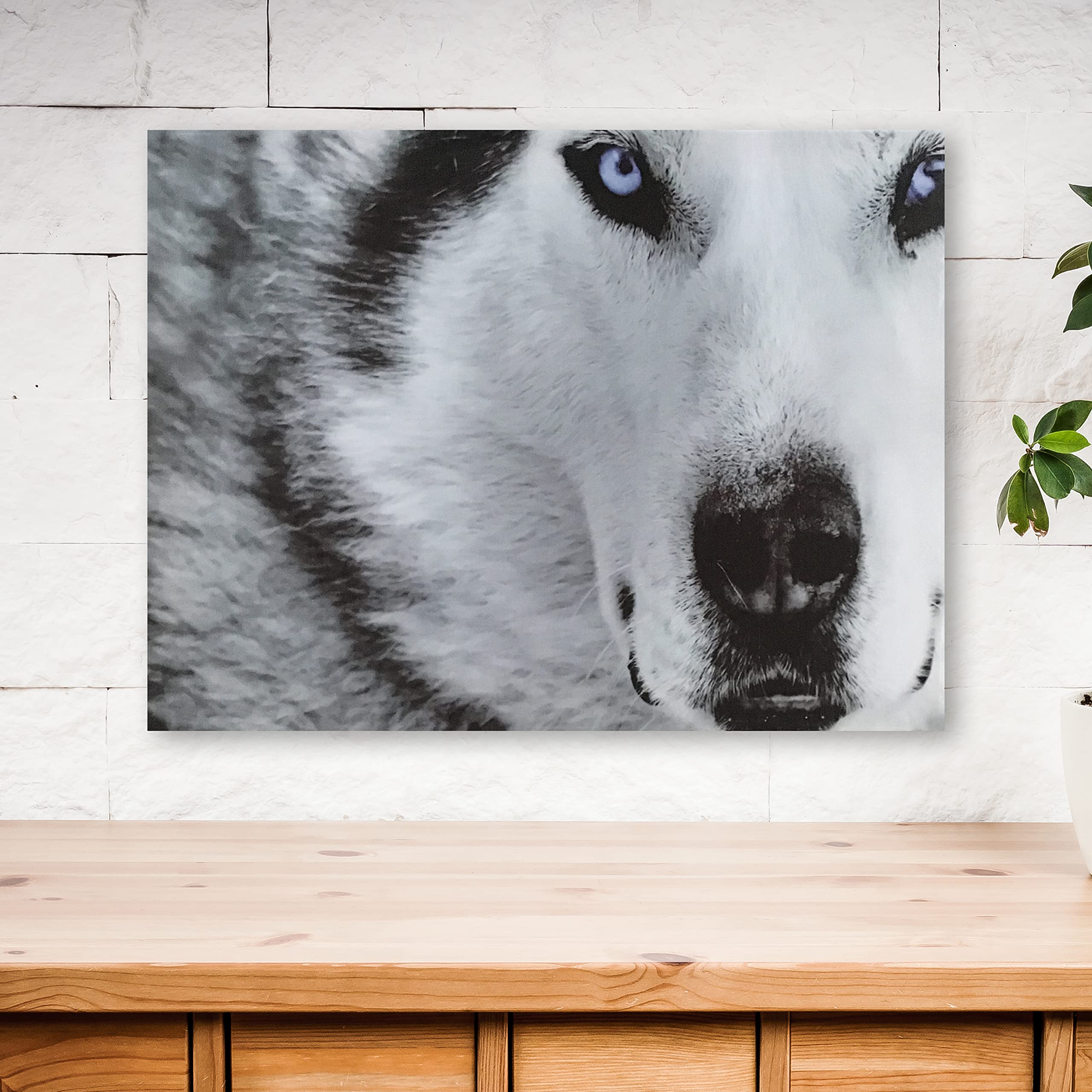 Gray Wolf Face Blue Eyes Wolf Face. Captured This Grey Wolf Face