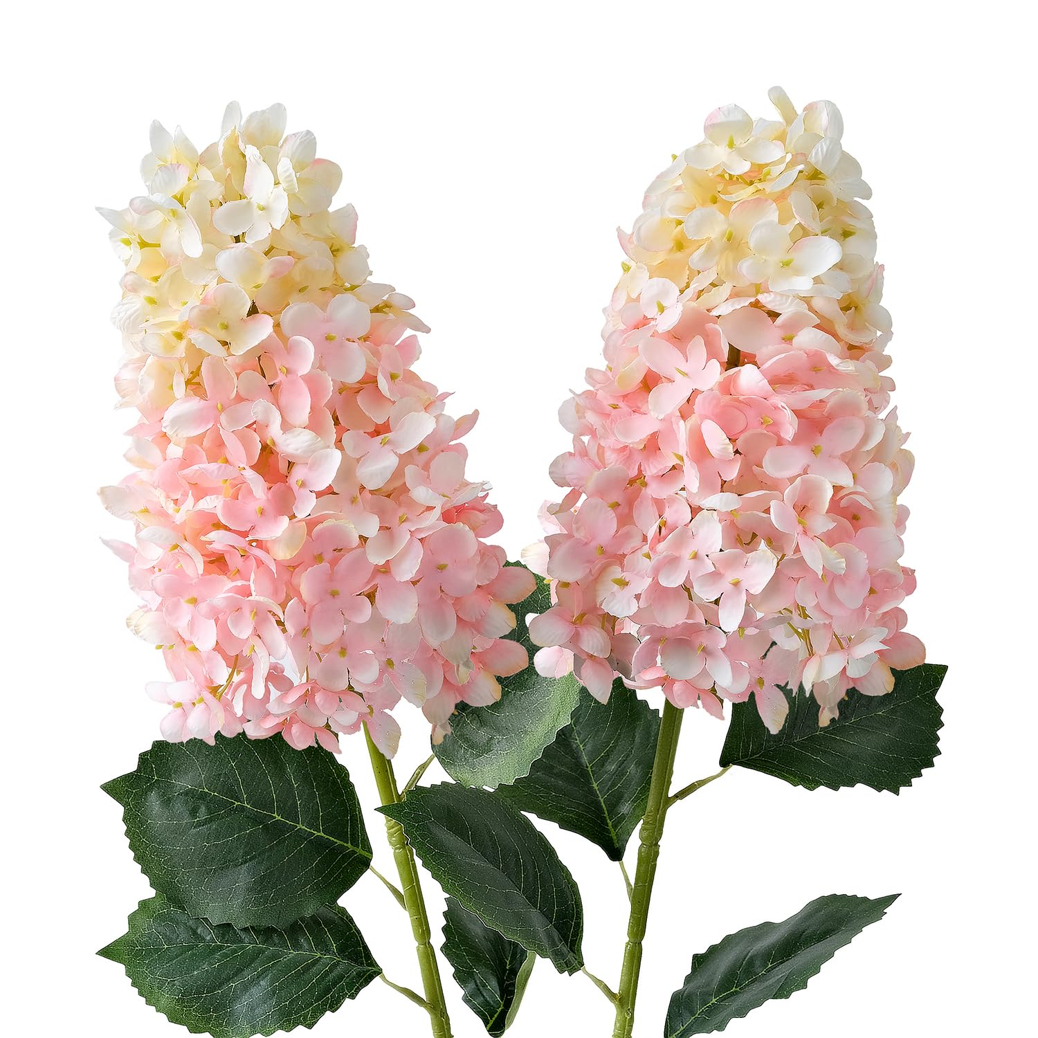 Panicle Flower The Season Of The Panicle Hydrangea — Newport Tree