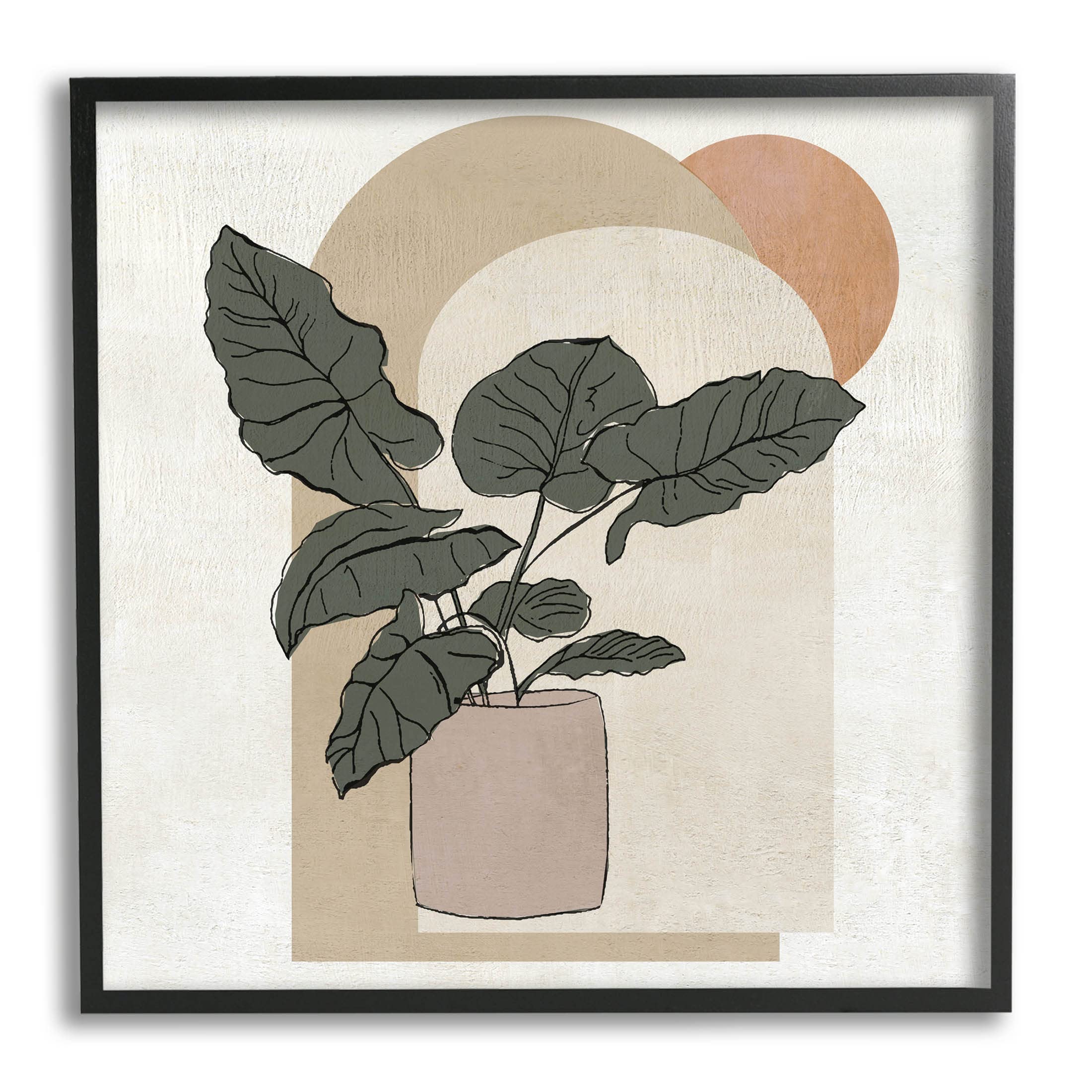 Geometric Shapes In Plants