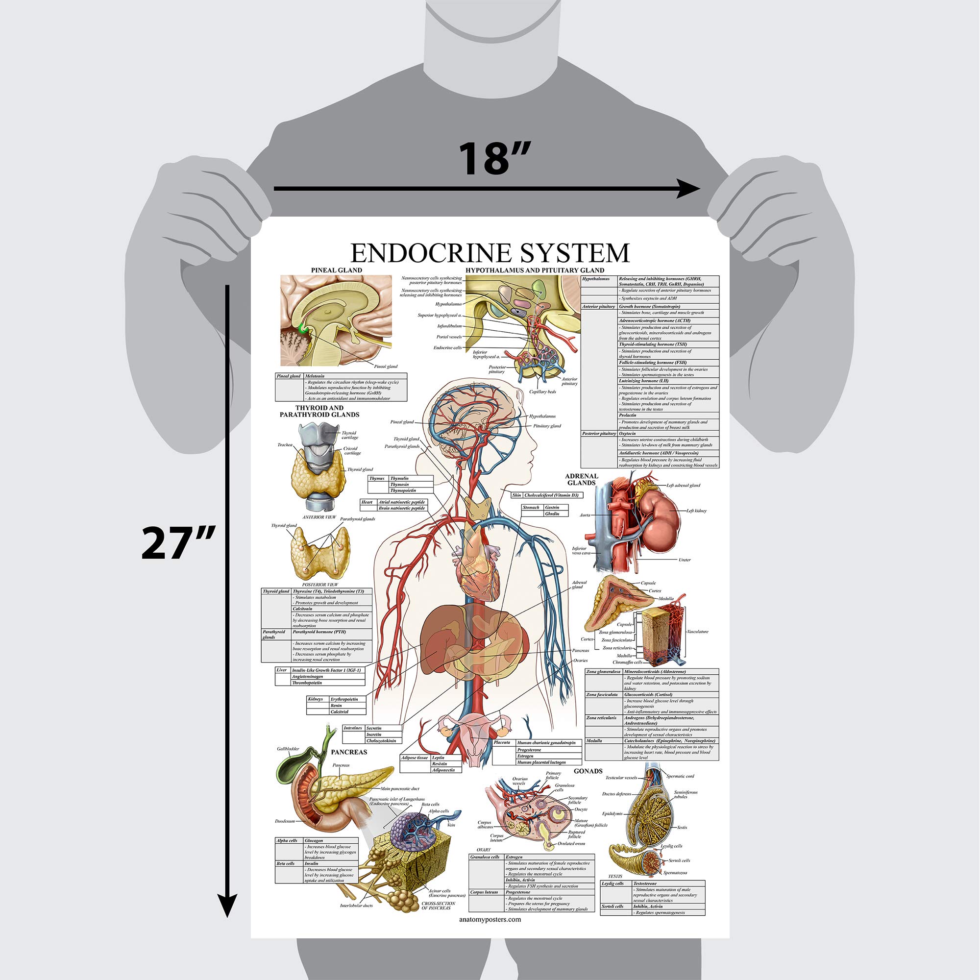 Laminated Endocrine System Anatomical Chart - Endocrine Anatomy Poster ...