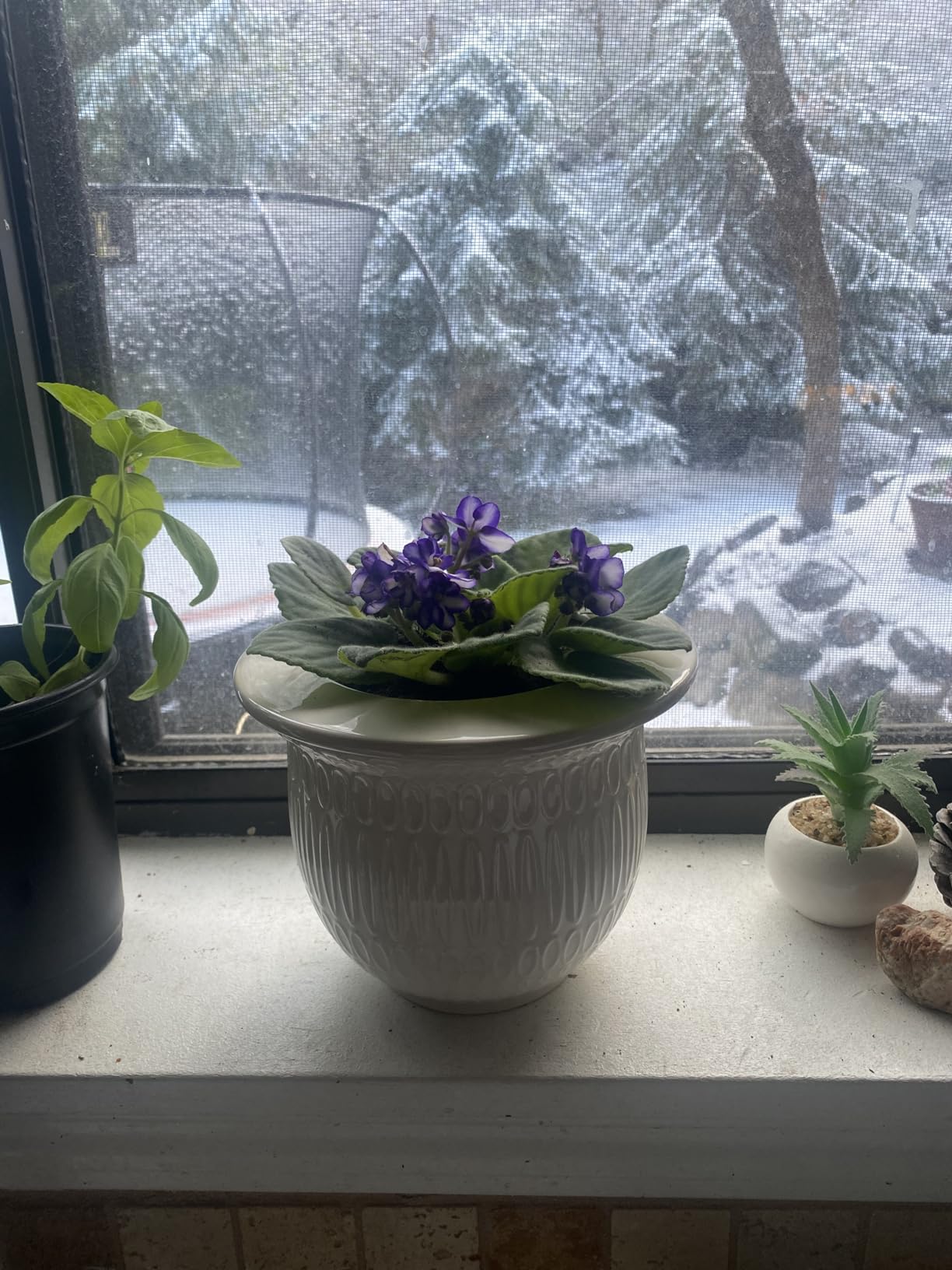 Amazon.com: African Violet Pots Self Watering - 7in White Ceramic ...