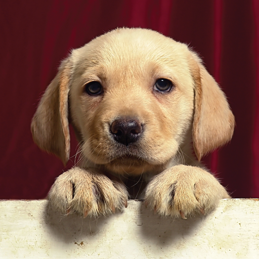 Cute Puppy Sounds - App on the Amazon Appstore