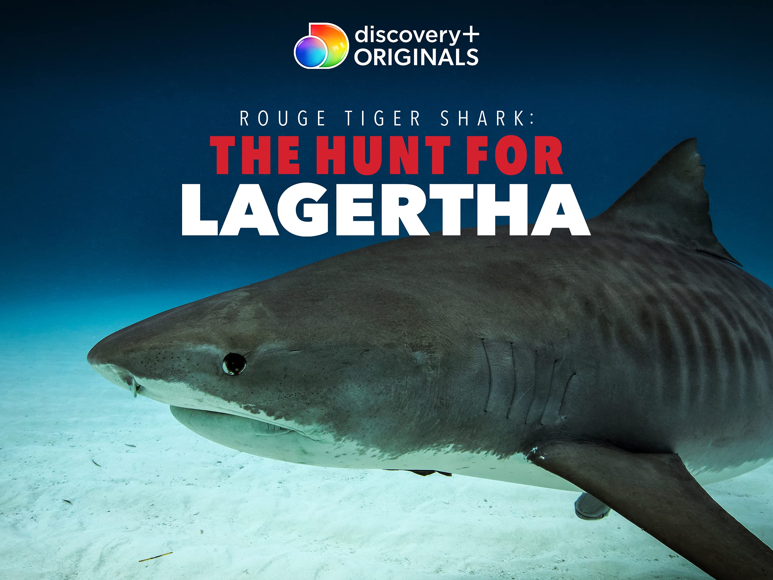 Watch Rogue Tiger Shark: The Hunt For Lagertha - Season 1 | Prime Video