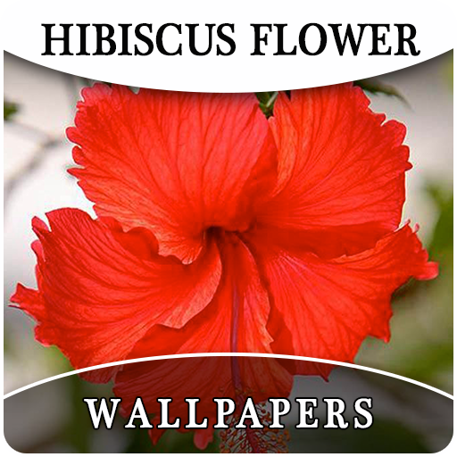 Hawaiian Flower Desktop Wallpaper Hibiscus Red Flower Free Photo On