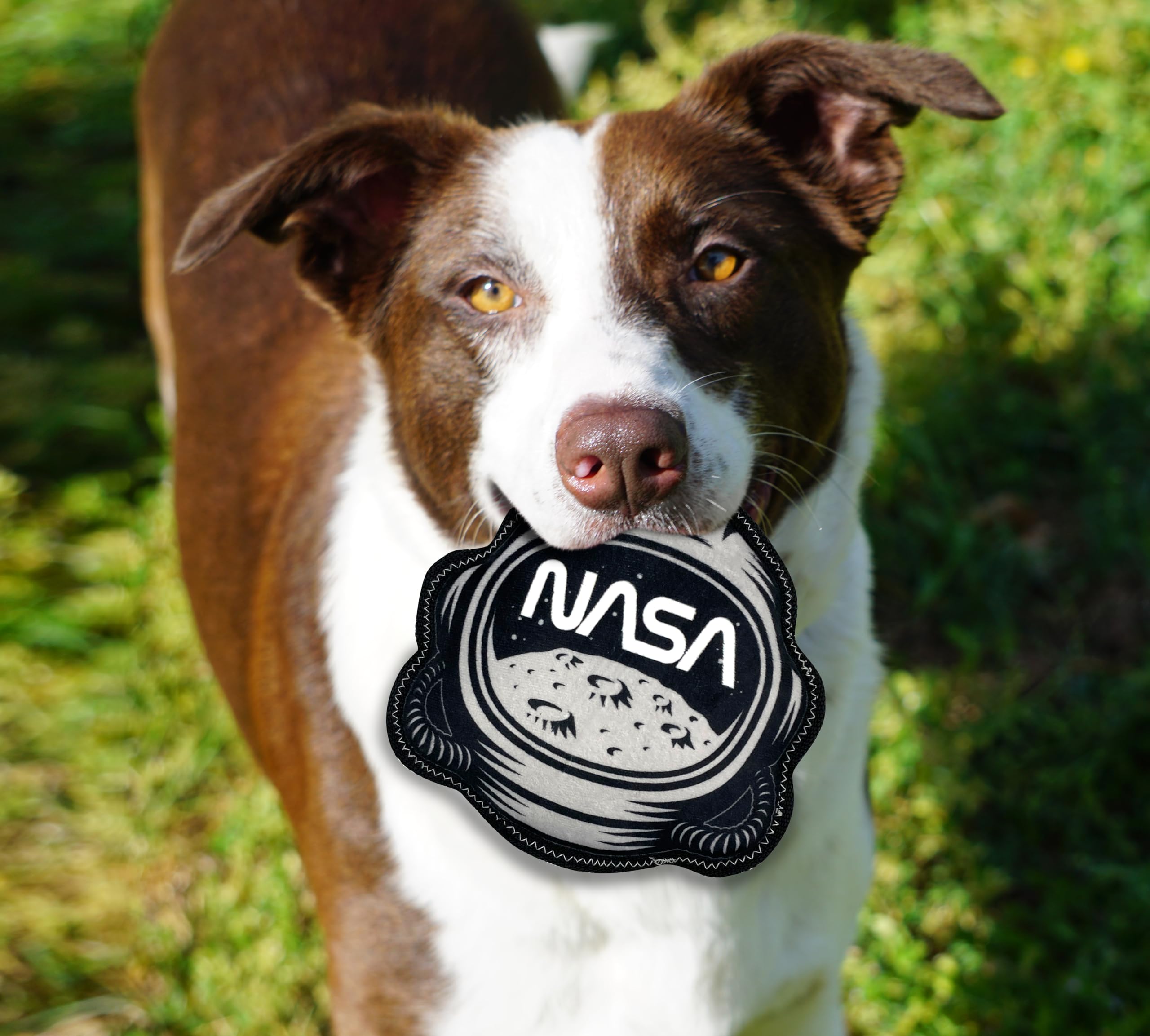 Tough Dog Logo Ruff & Tough Dog Walking