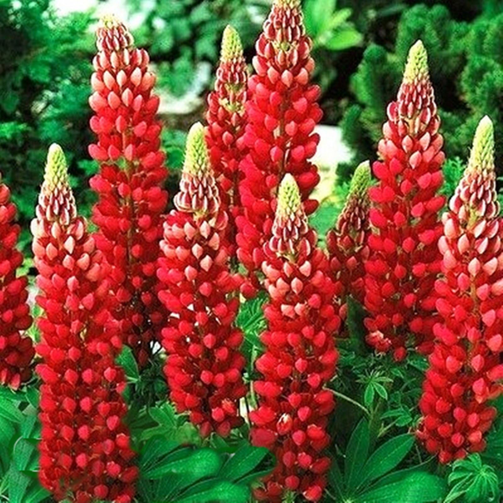 Amazon.com : Lupin Seeds Giant Red Flowers for Planting Perennial Non ...
