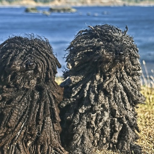 Puli Dog Wallpaper -- HD Wallpapers of Puli Dogs! - App on the Amazon ...