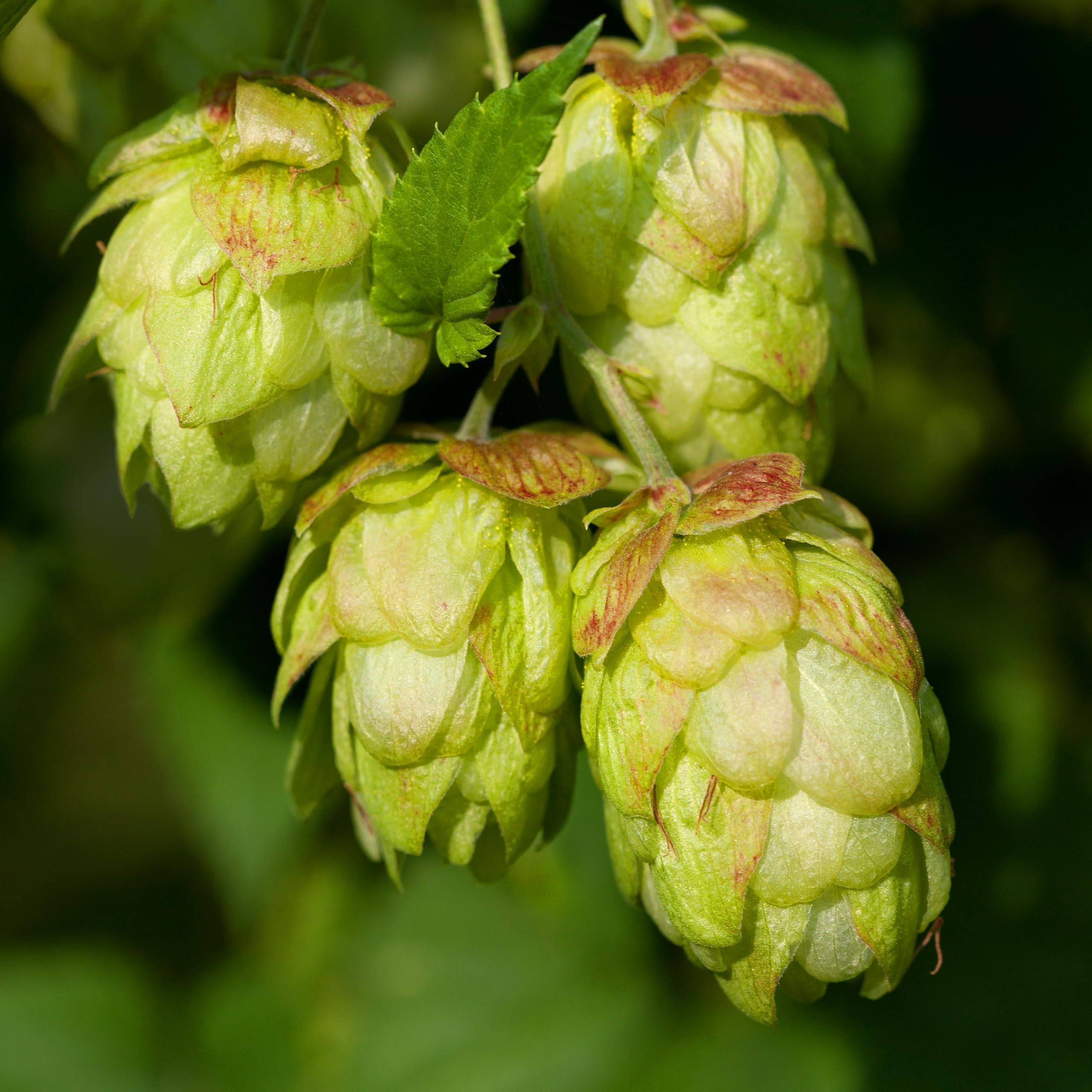 Amazon.com : KVITER 150 Hops Seeds for Planting (Humulus Lupulus ...